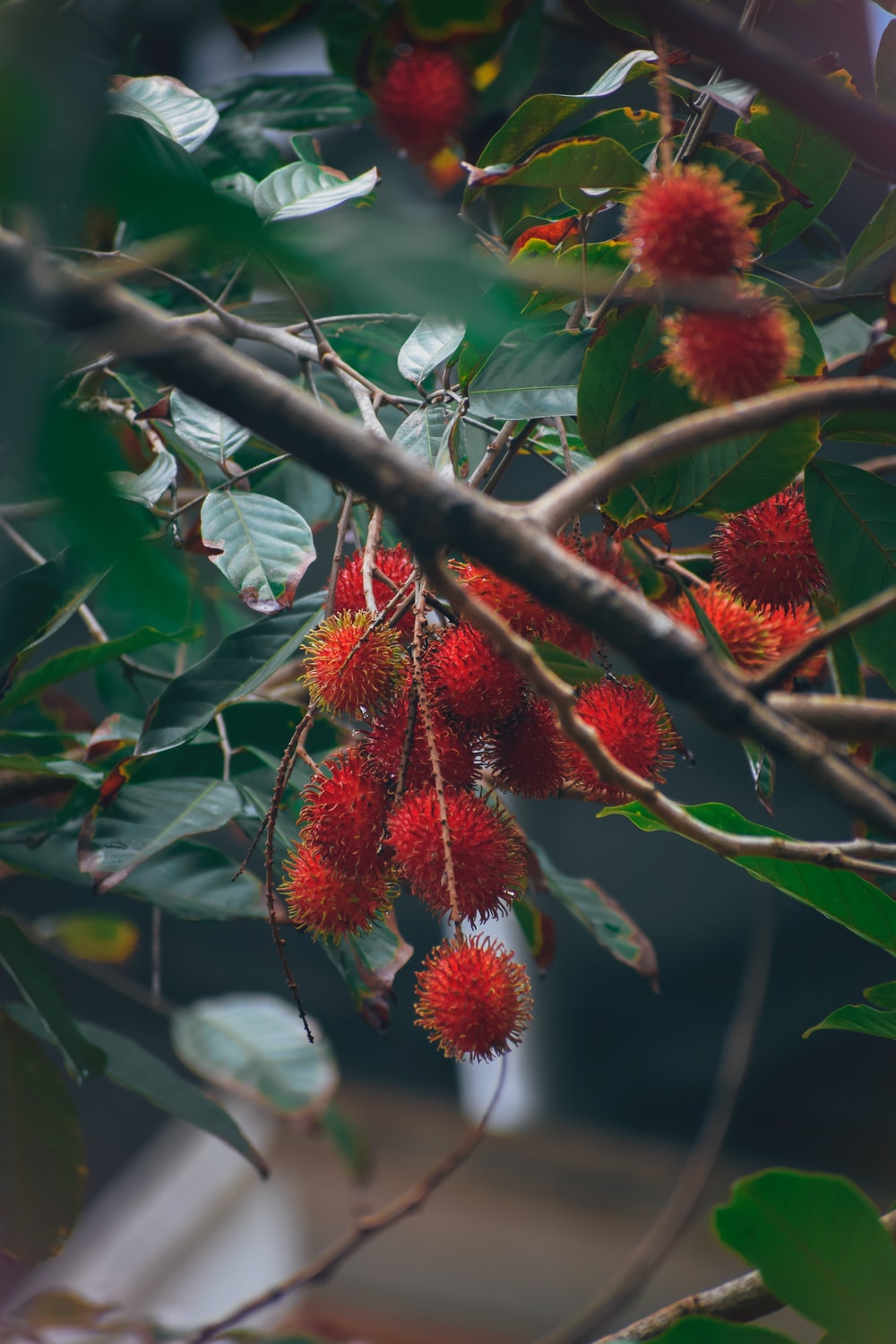 Rambutan Wallpapers - Wallpaper Cave