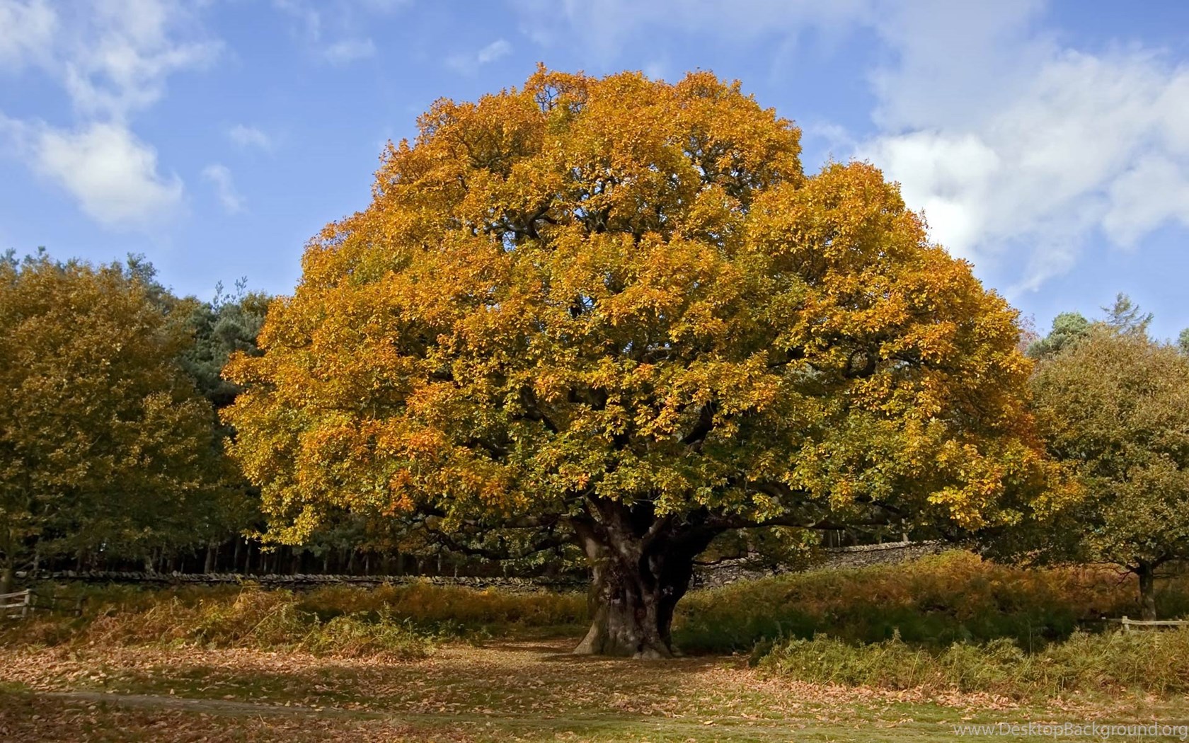 Autumn Oak Tree Wallpapers - Wallpaper Cave