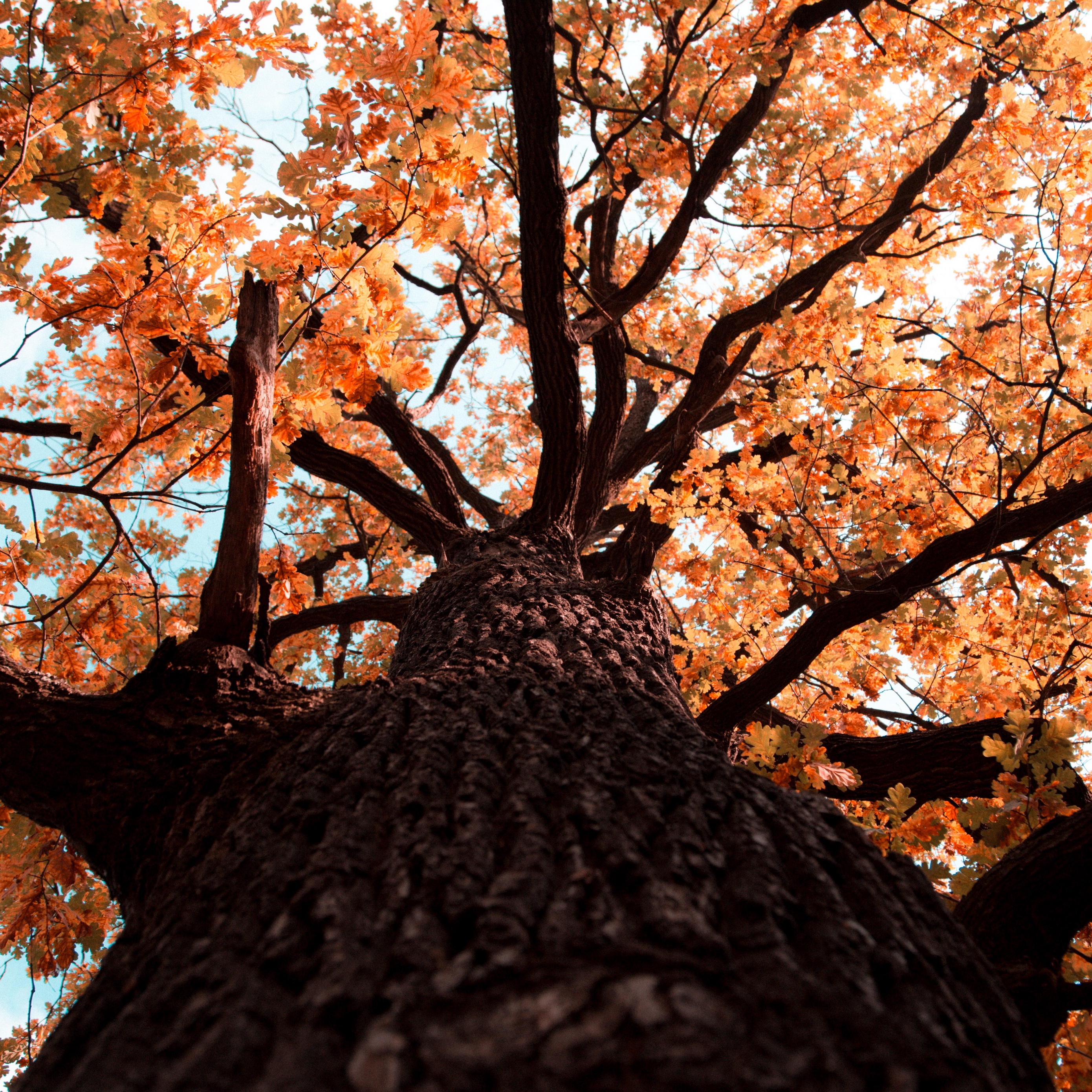 Autumn Oak Tree Wallpapers - Wallpaper Cave