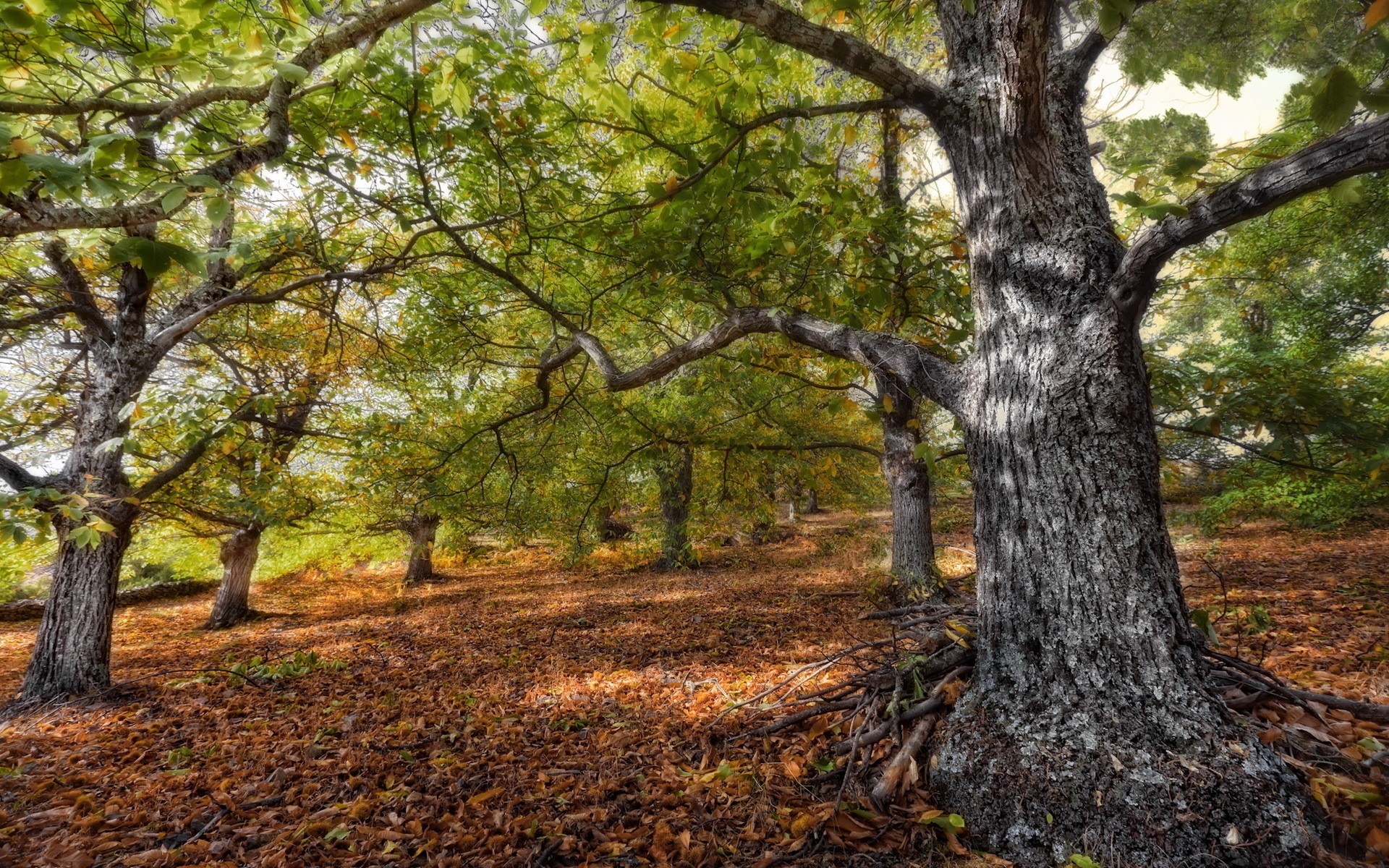 Autumn Oak Tree Wallpapers - Wallpaper Cave
