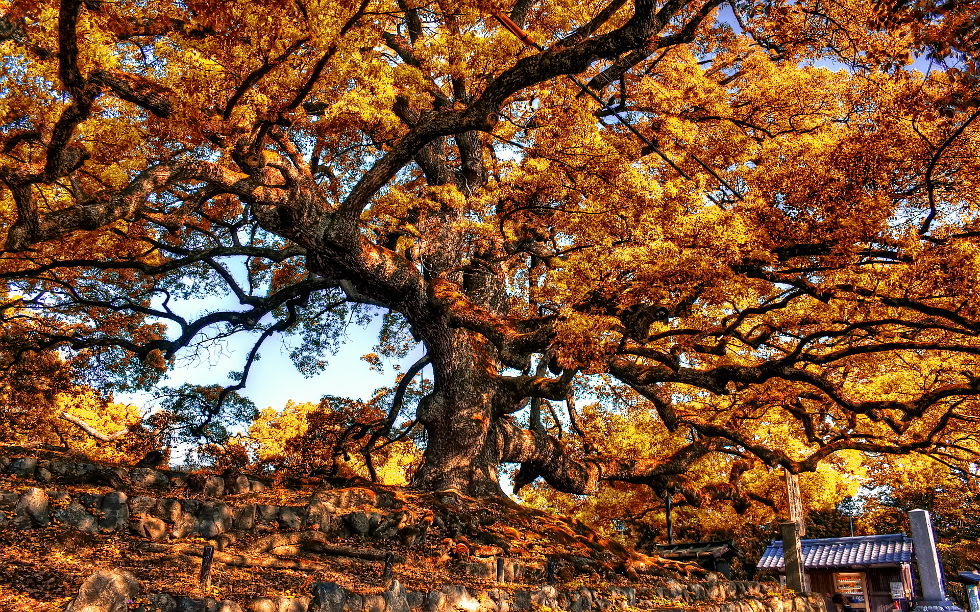 Autumn Oak Tree Wallpapers - Wallpaper Cave