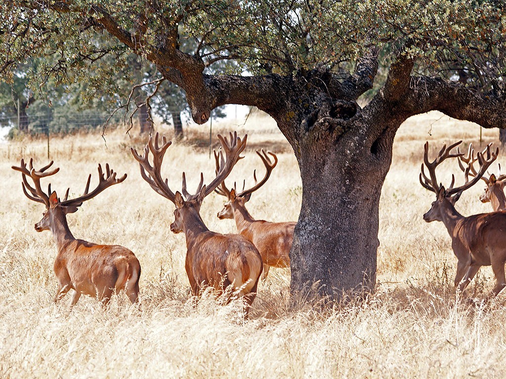 European Fallow Deer Wallpapers - Wallpaper Cave