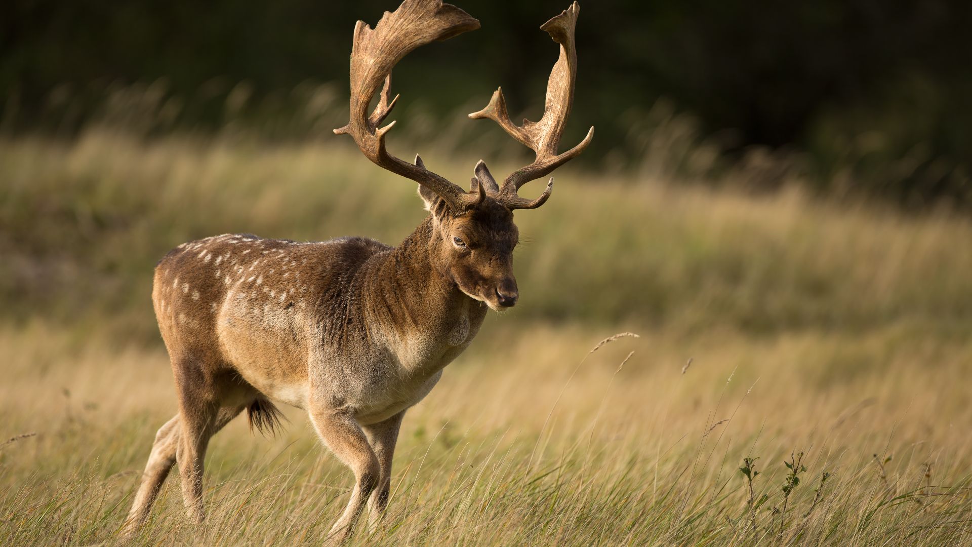 European Fallow Deer Wallpapers - Wallpaper Cave