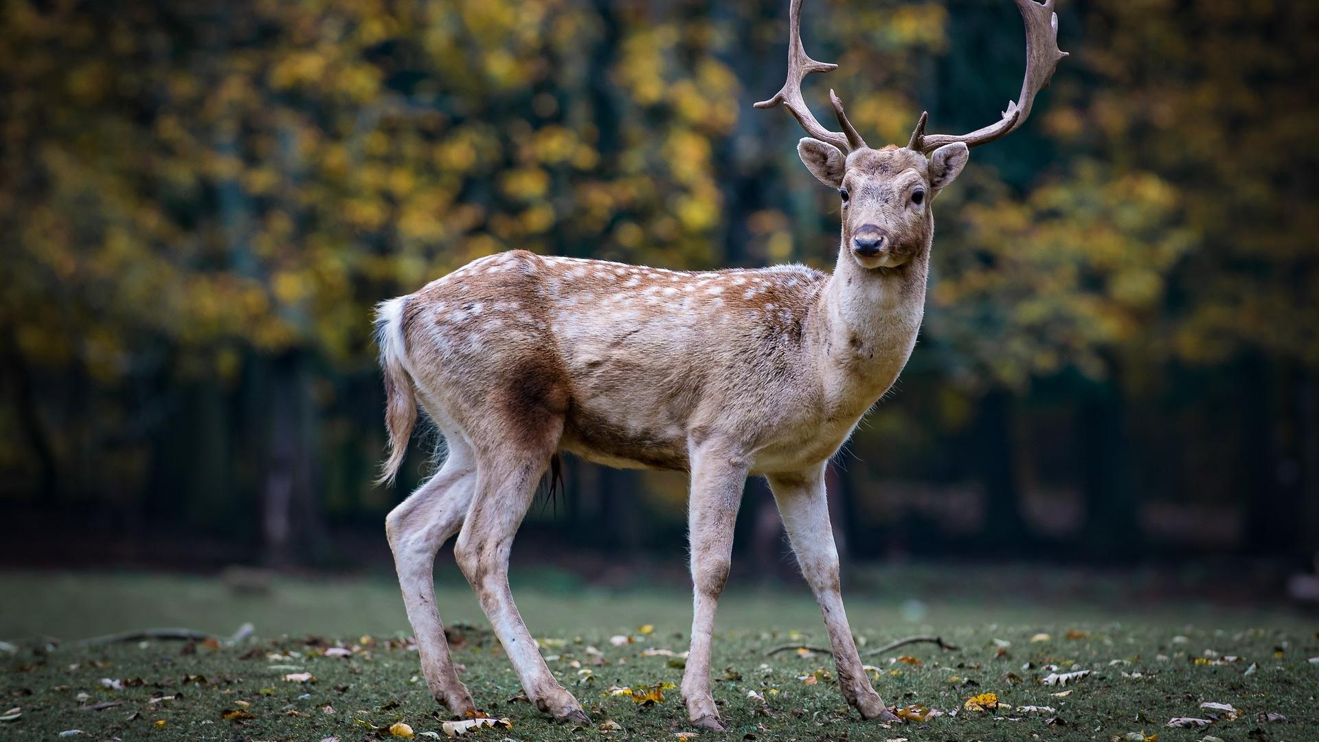 European Fallow Deer Wallpapers - Wallpaper Cave