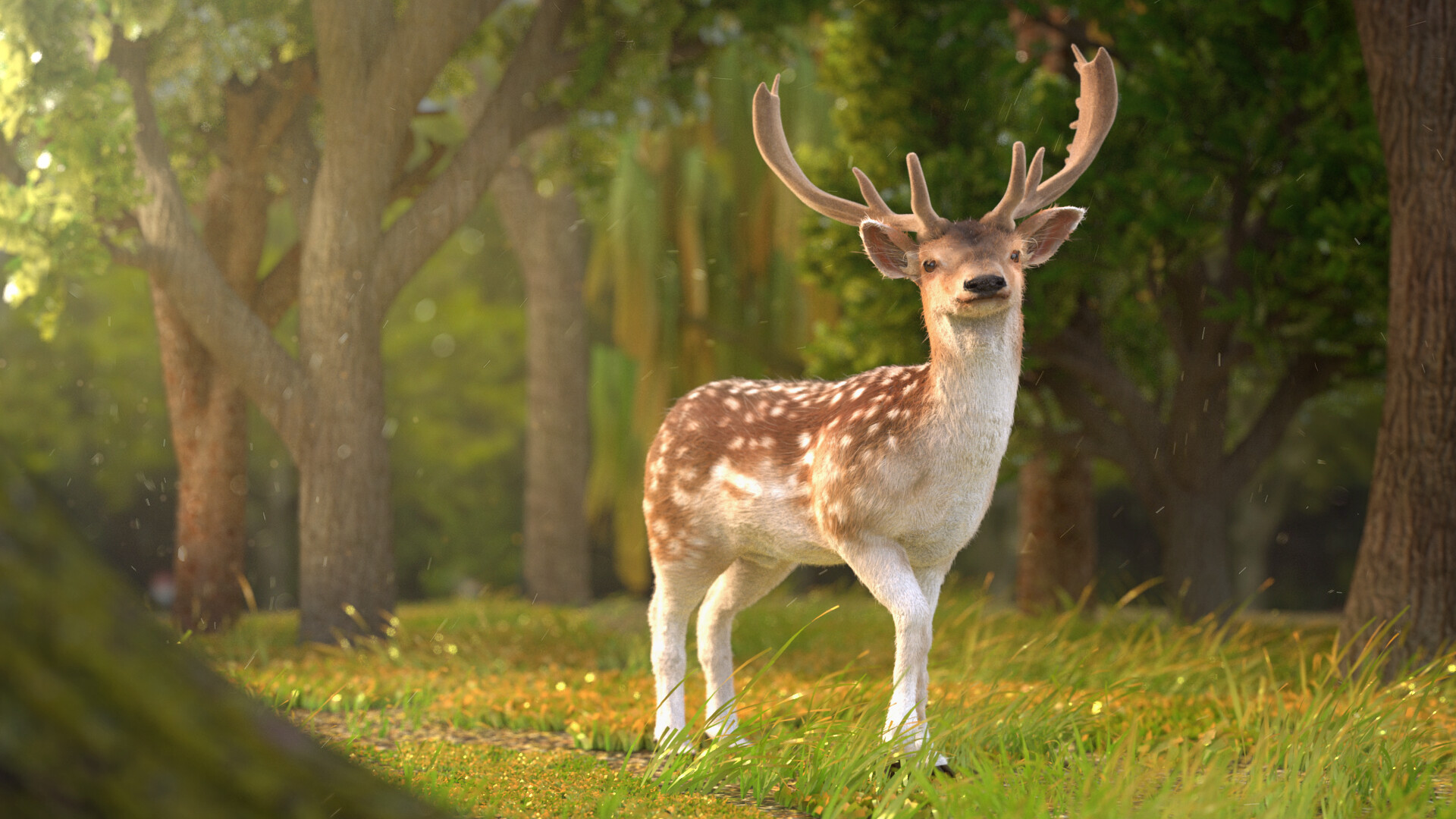 European Fallow Deer Wallpapers - Wallpaper Cave