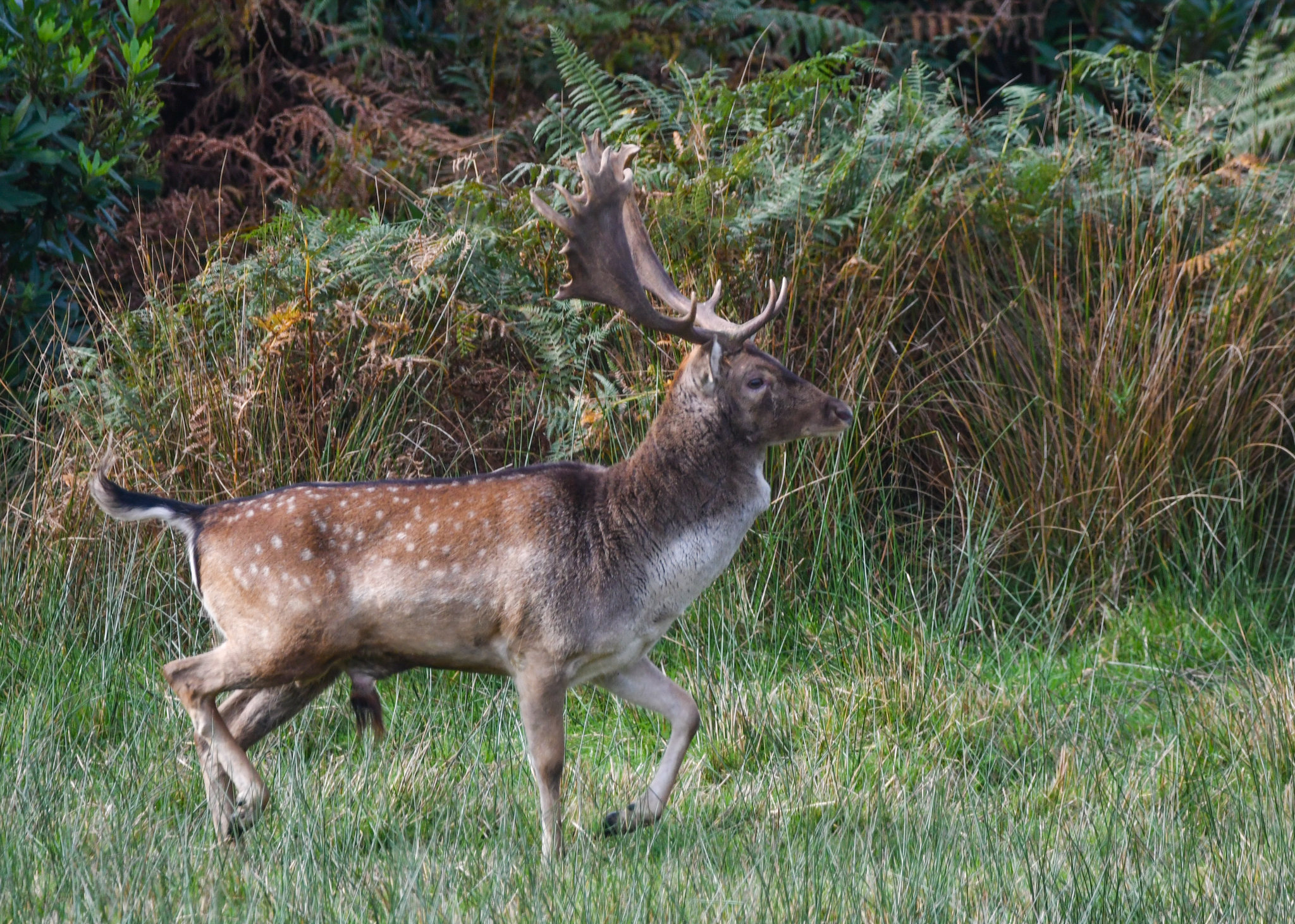 European Fallow Deer Wallpapers - Wallpaper Cave