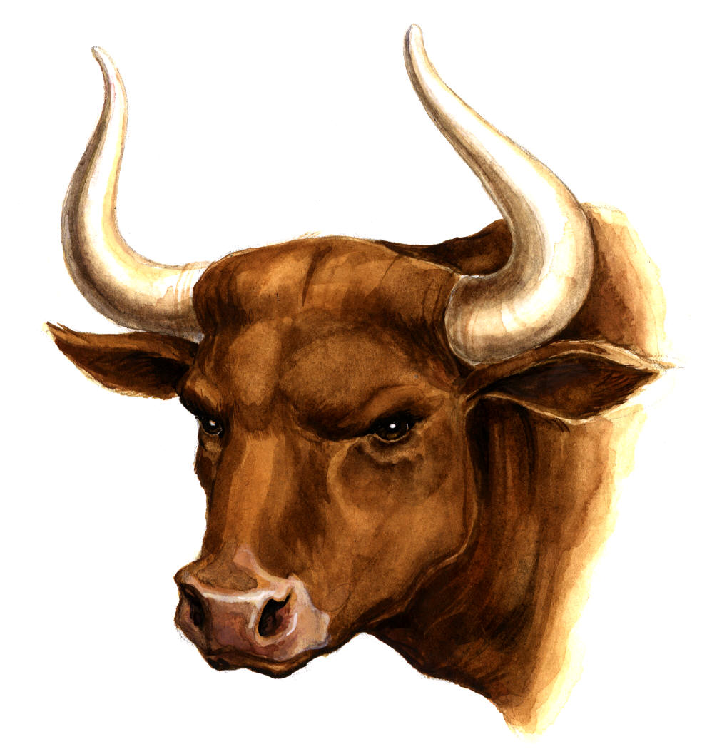 Bull Head Wallpapers - Wallpaper Cave