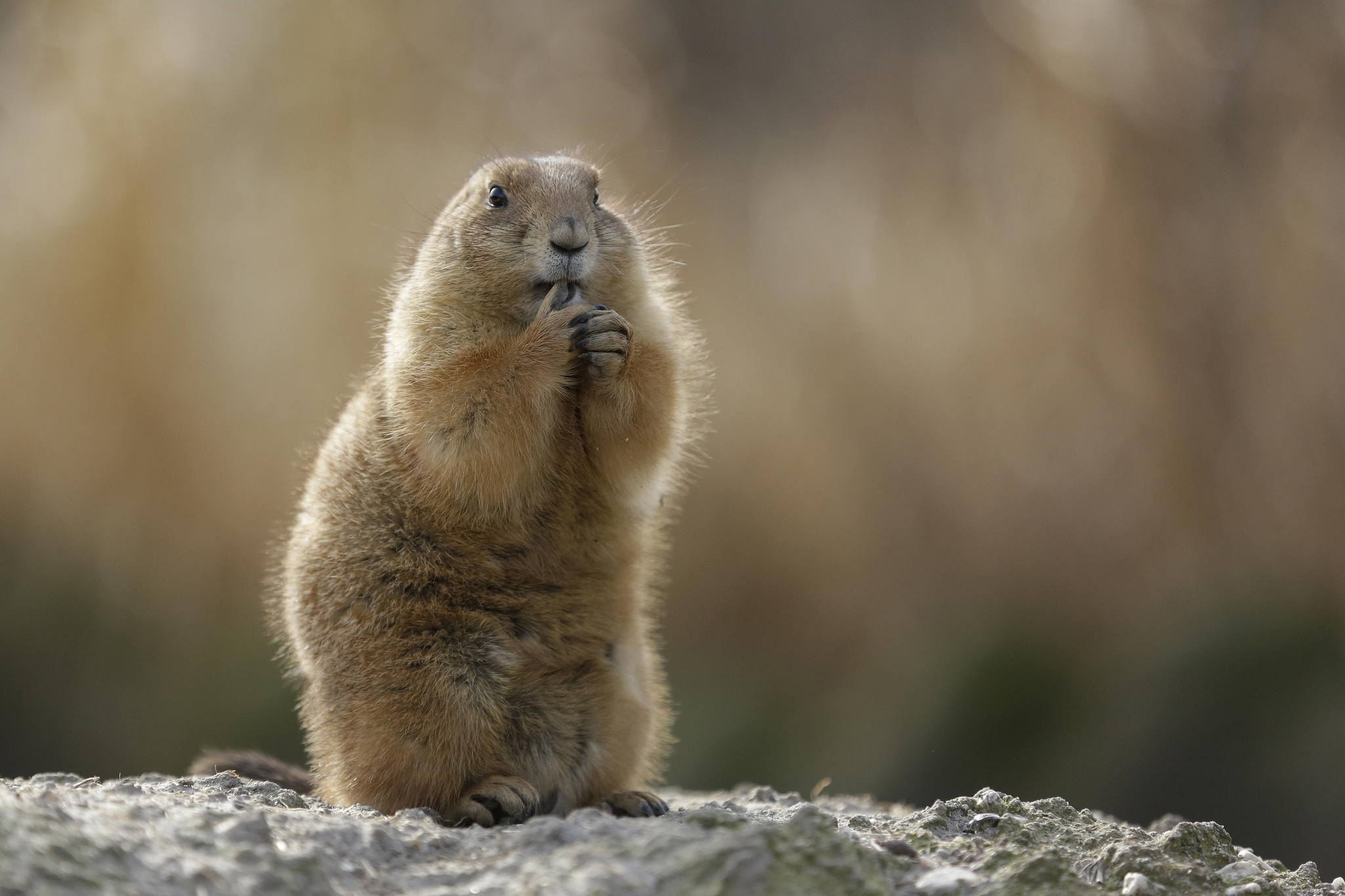 Marmot Wallpapers - Wallpaper Cave