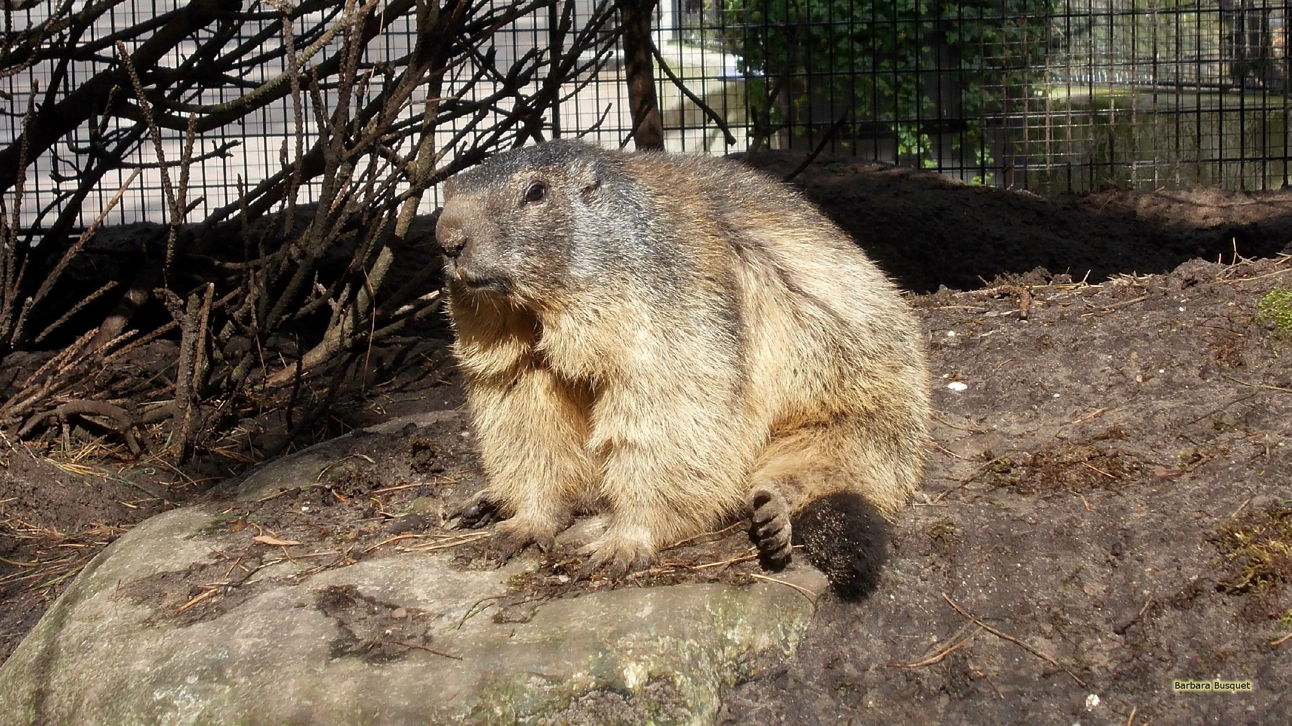 Marmot Wallpapers - Wallpaper Cave