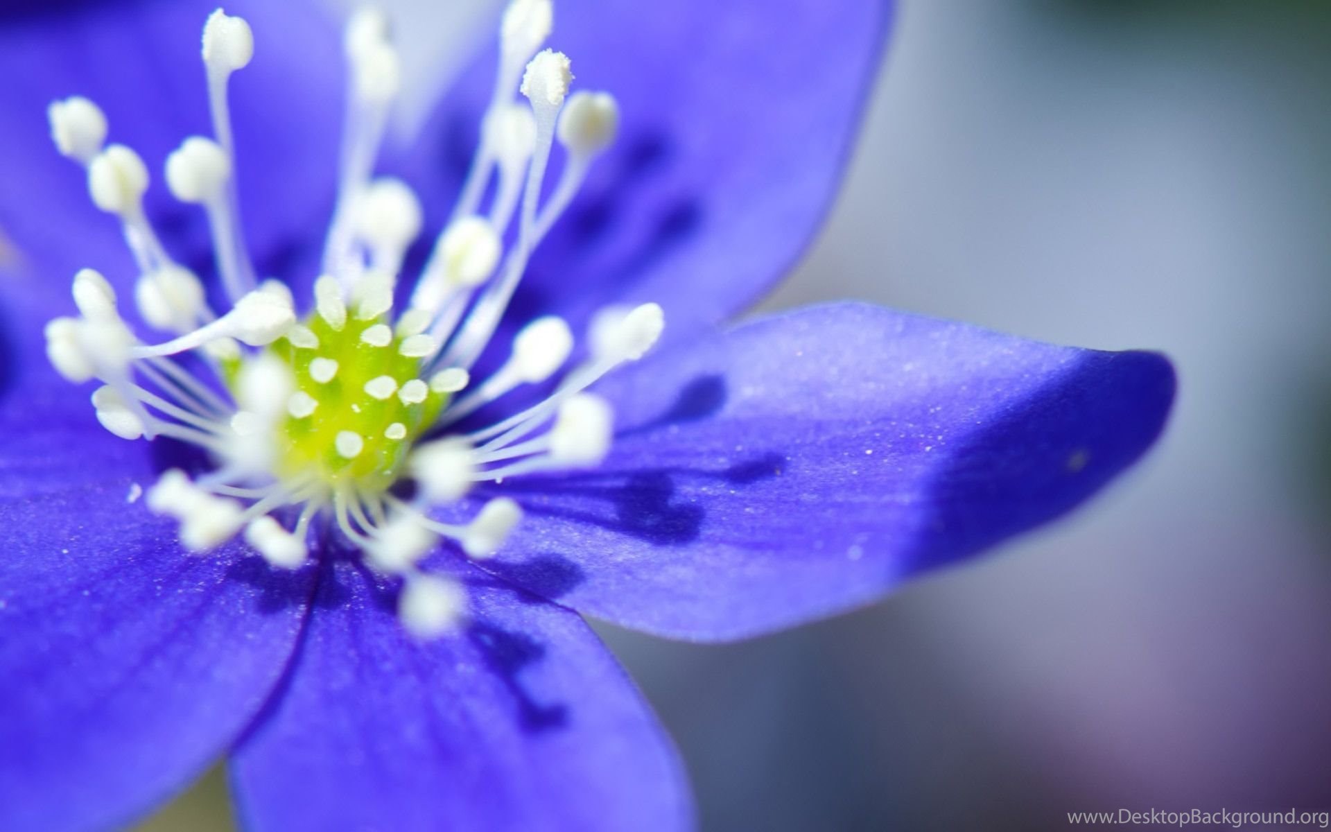 Real Flowers Wallpapers - Wallpaper Cave