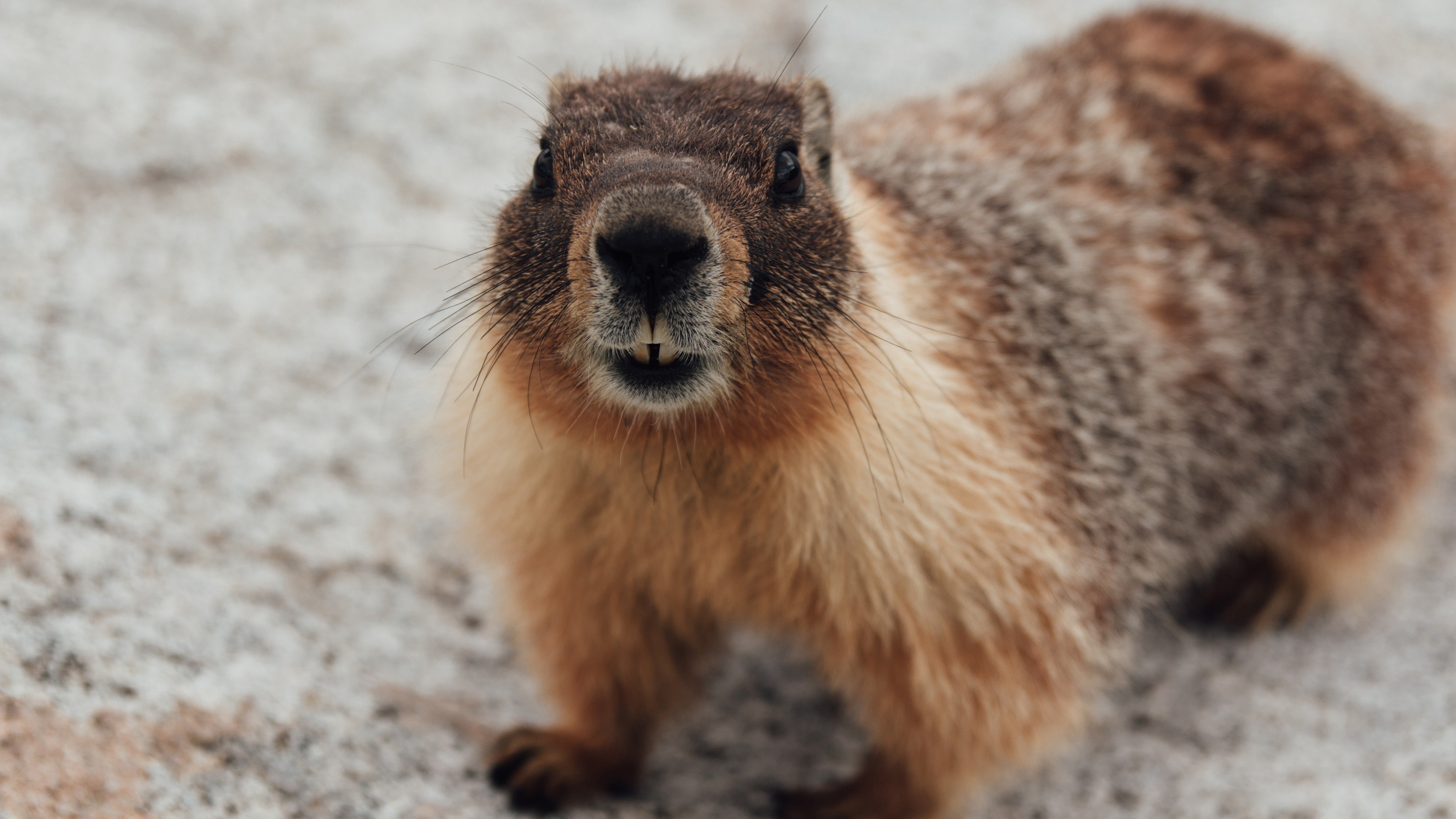 Marmot Wallpapers - Wallpaper Cave