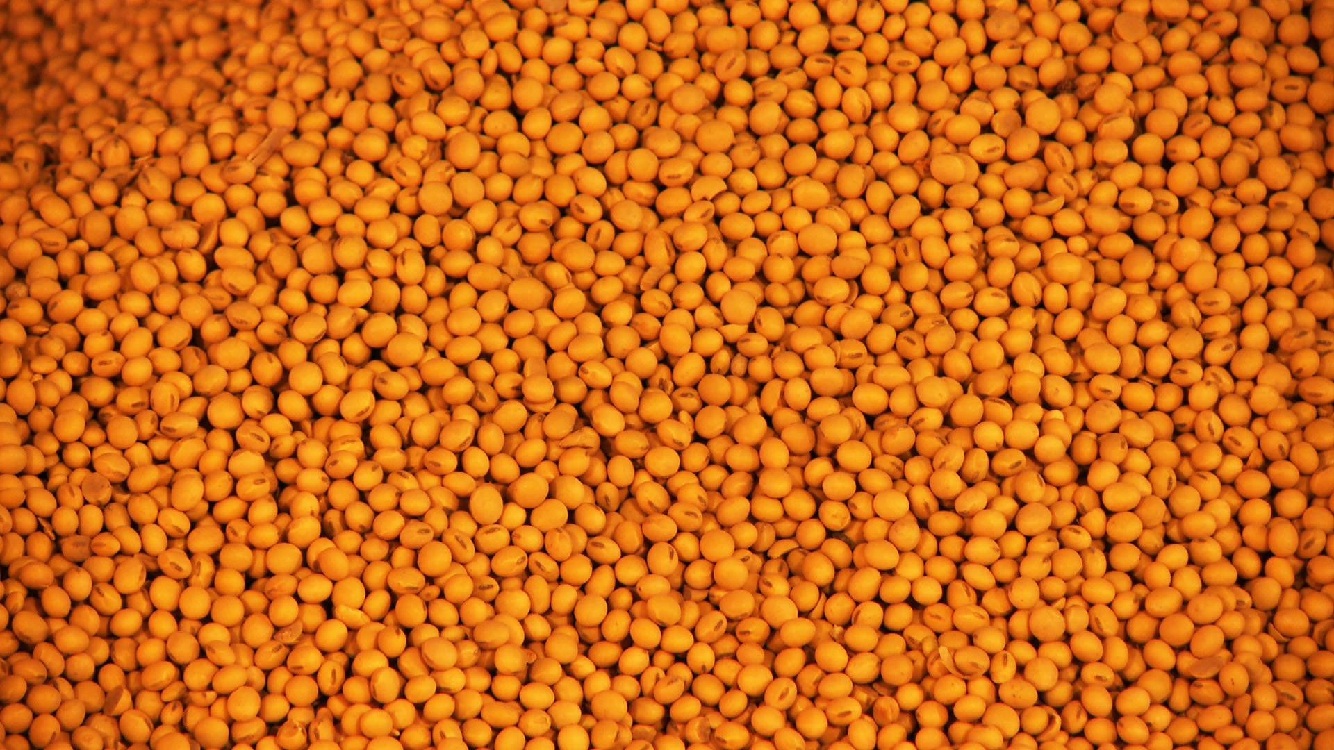 Soya Wallpapers - Wallpaper Cave