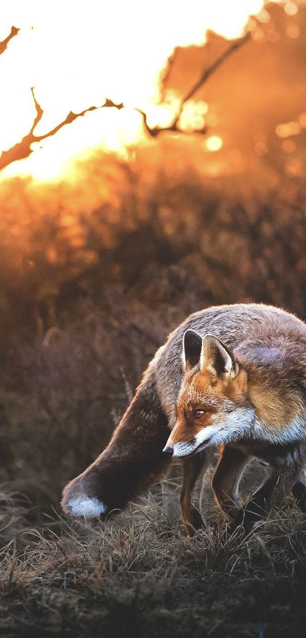 Sunset Foxes Wallpapers - Wallpaper Cave