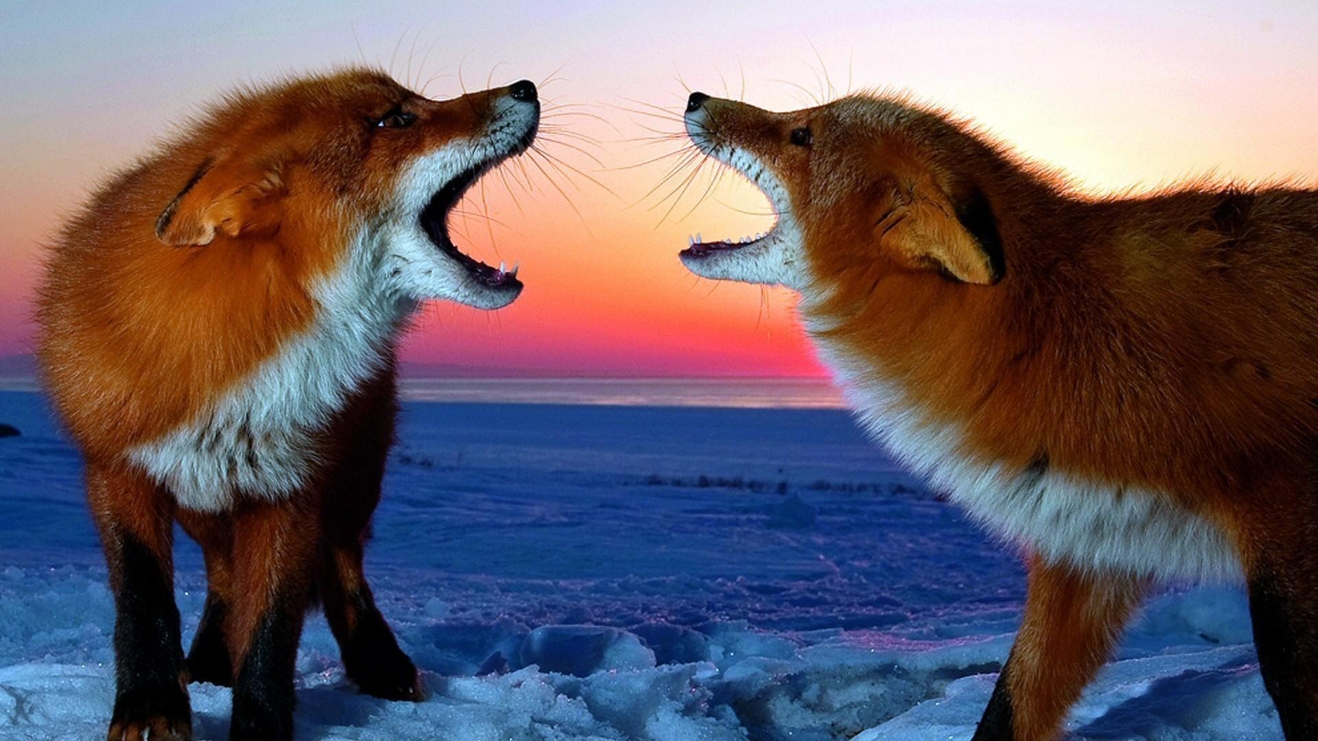 Sunset Foxes Wallpapers - Wallpaper Cave