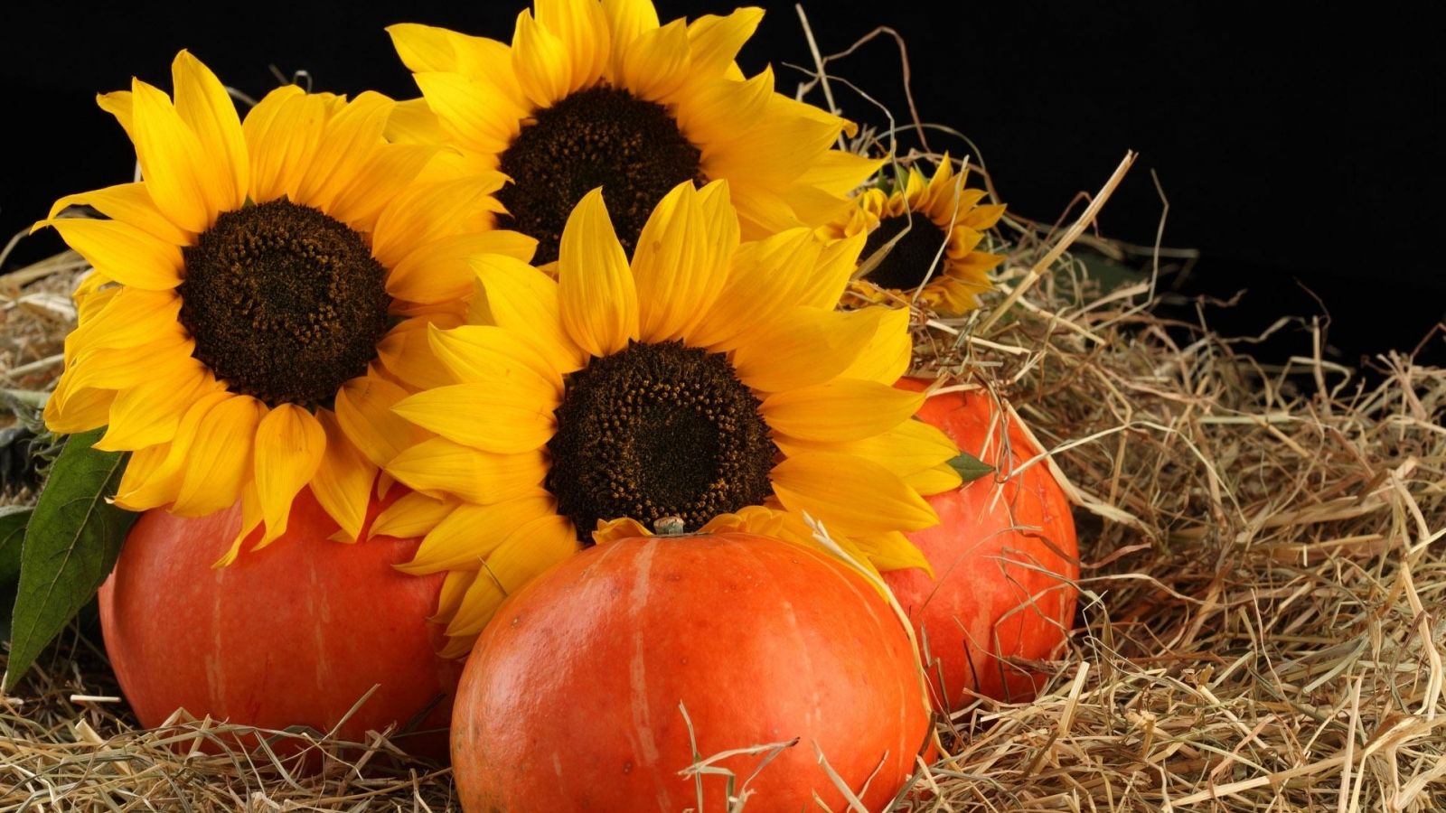 Thanksgiving With Sunflowers Wallpapers - Wallpaper Cave
