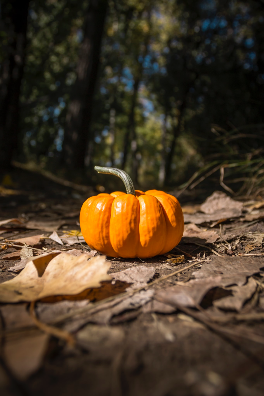 Thanksgiving Vertical Wallpapers - Wallpaper Cave