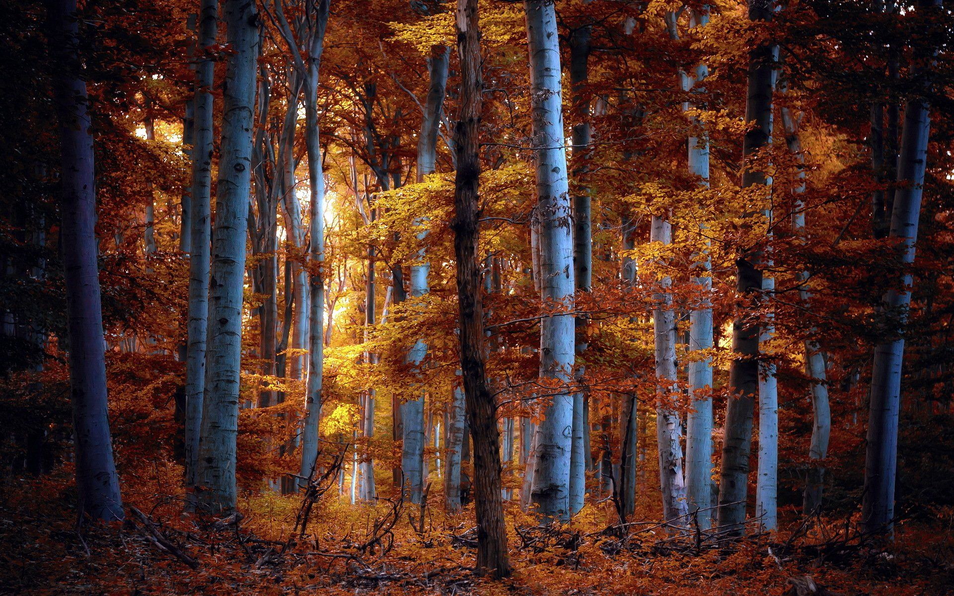 Autumn Forest Night Wallpapers - Wallpaper Cave