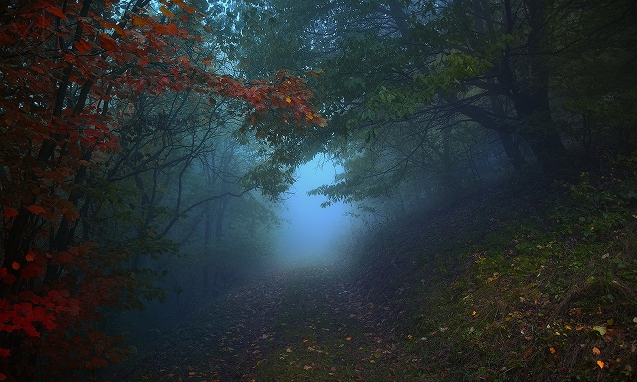 Autumn Forest Night Wallpapers - Wallpaper Cave