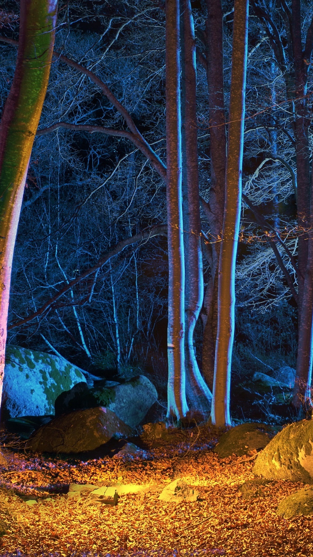 Autumn Forest Night Wallpapers - Wallpaper Cave