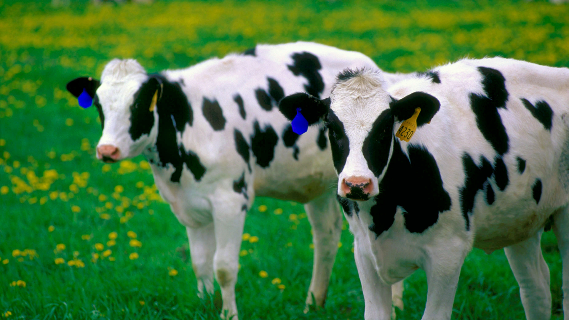 People And Cows Wallpapers - Wallpaper Cave