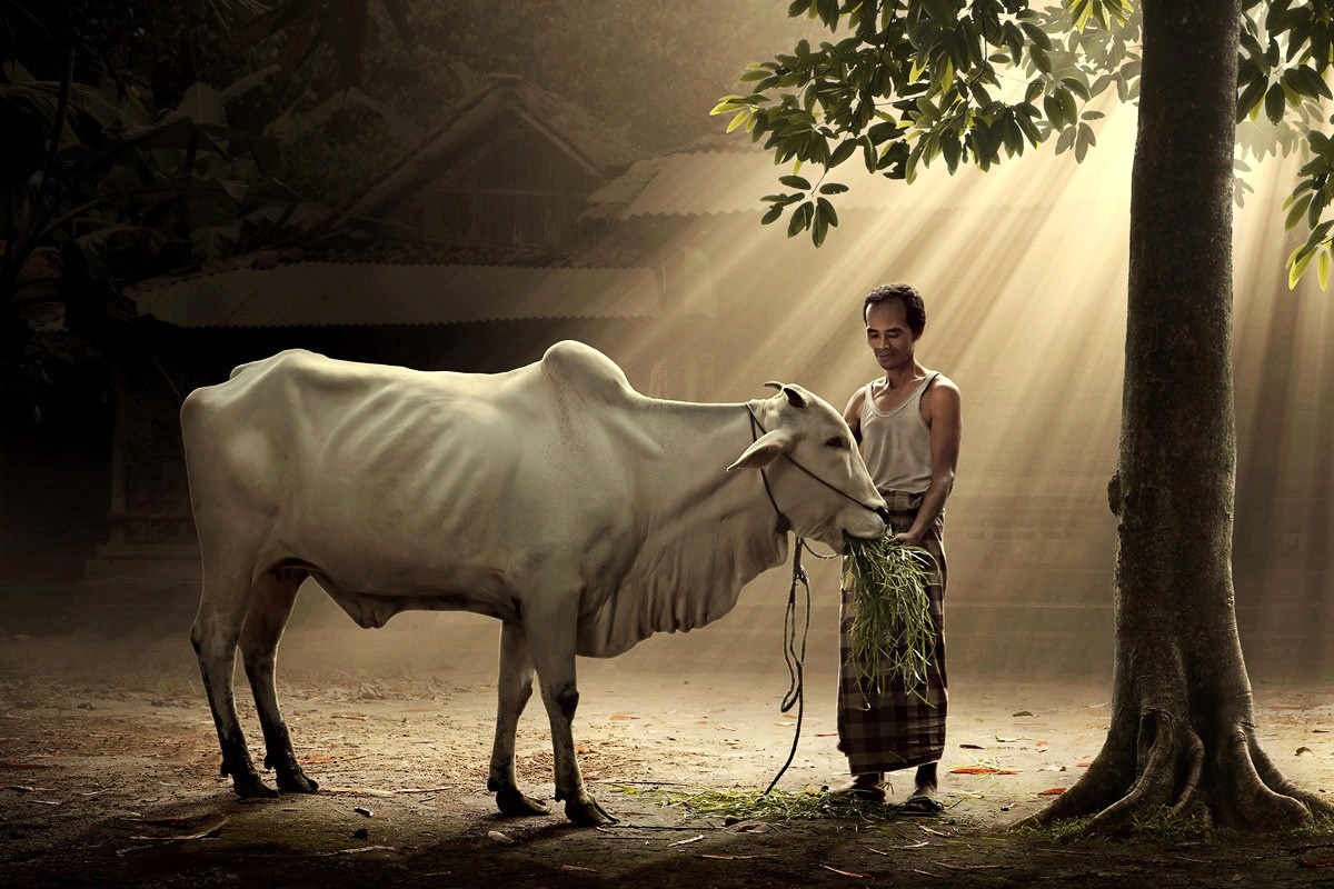People And Cows Wallpapers - Wallpaper Cave
