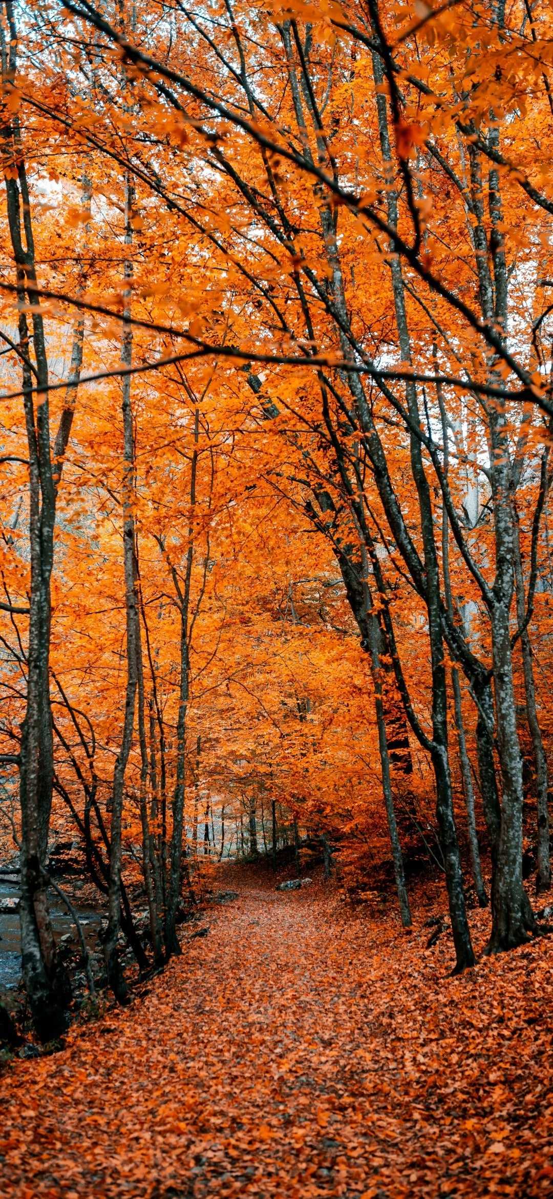 2021 Autumn Wallpapers - Wallpaper Cave