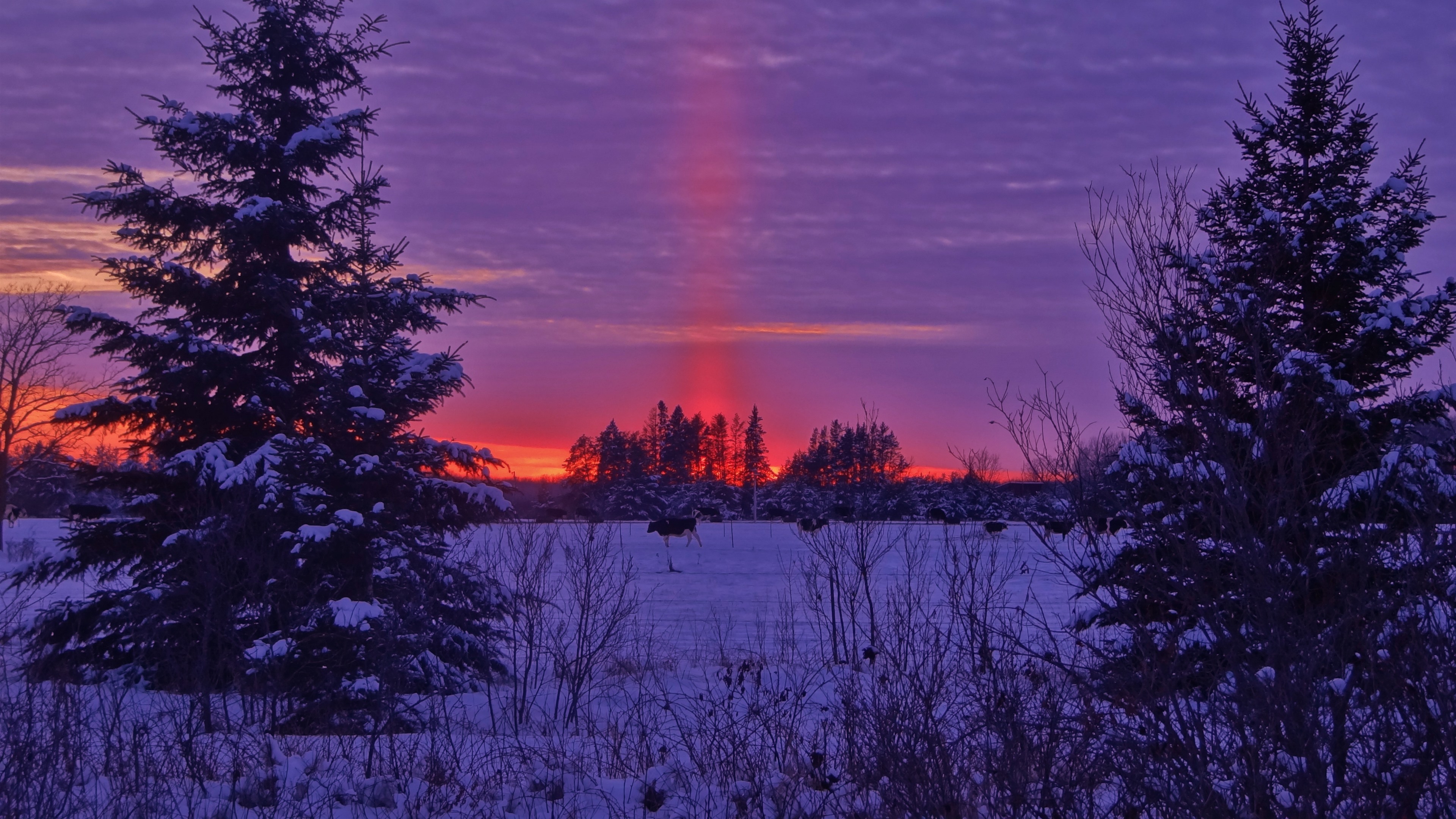Red And Purple Winter Wallpapers - Wallpaper Cave