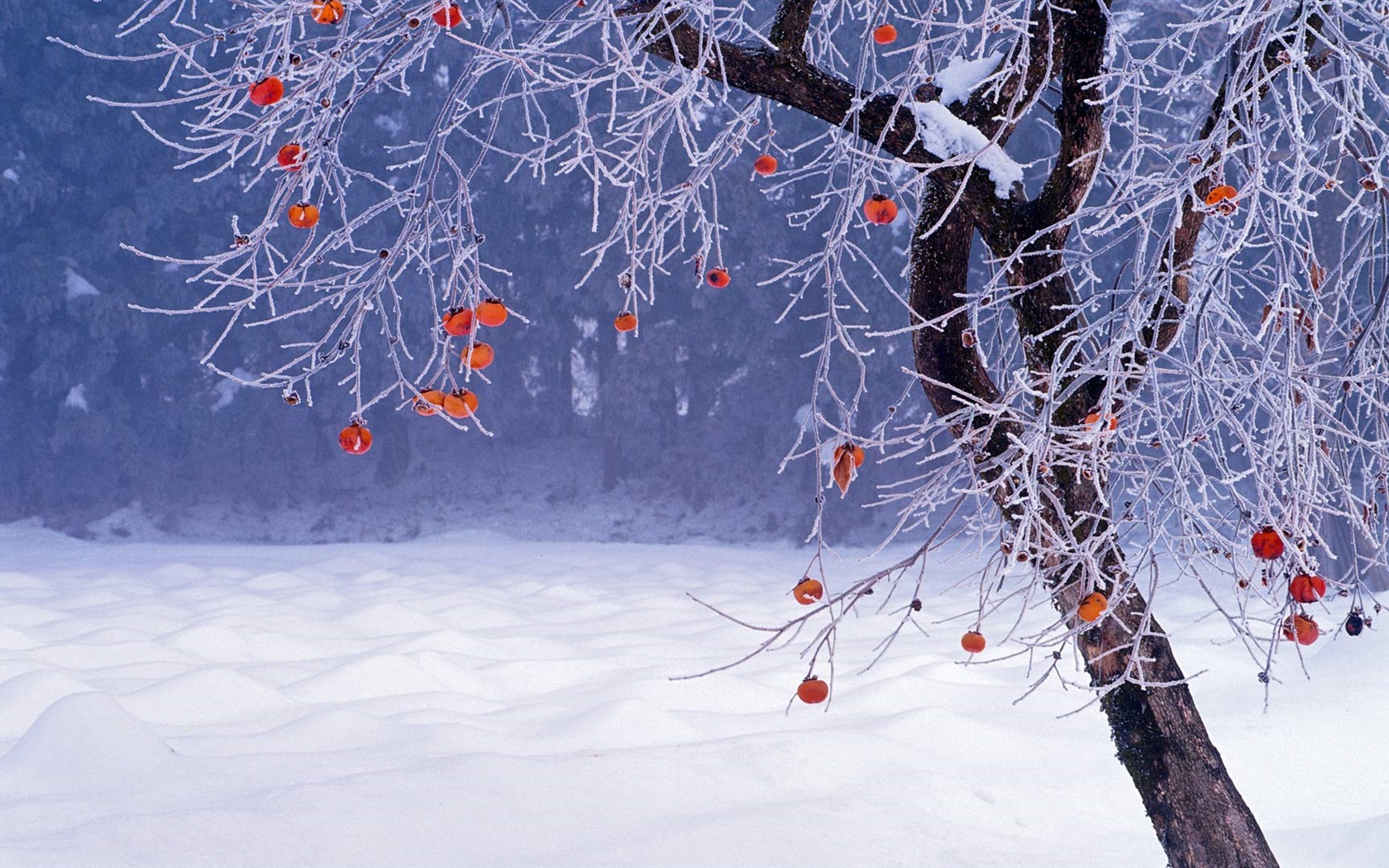 Red Winter Tree Wallpapers - Wallpaper Cave