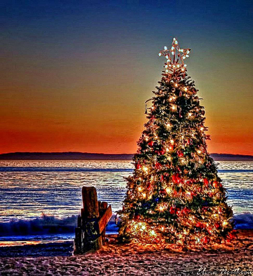 Sunset Tree Christmas Wallpapers - Wallpaper Cave