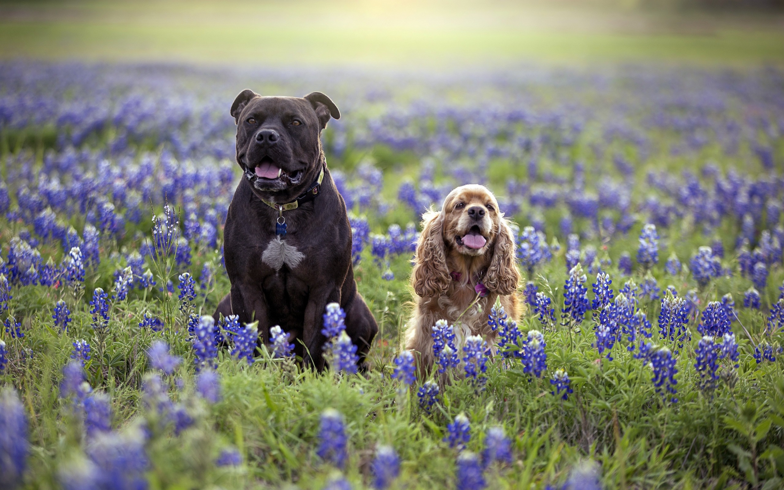 Country Dogs Wallpapers - Wallpaper Cave