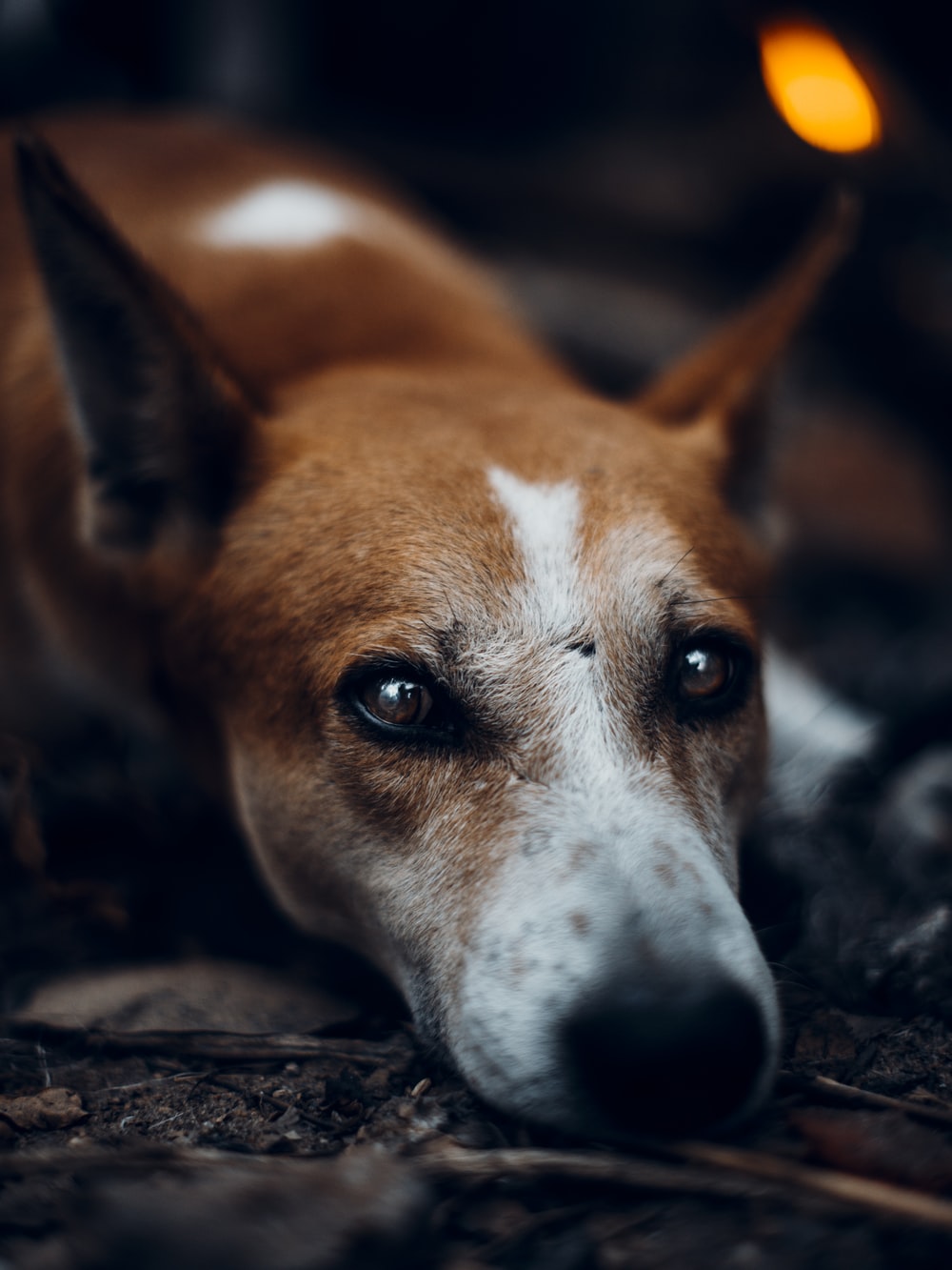 Country Dogs Wallpapers - Wallpaper Cave
