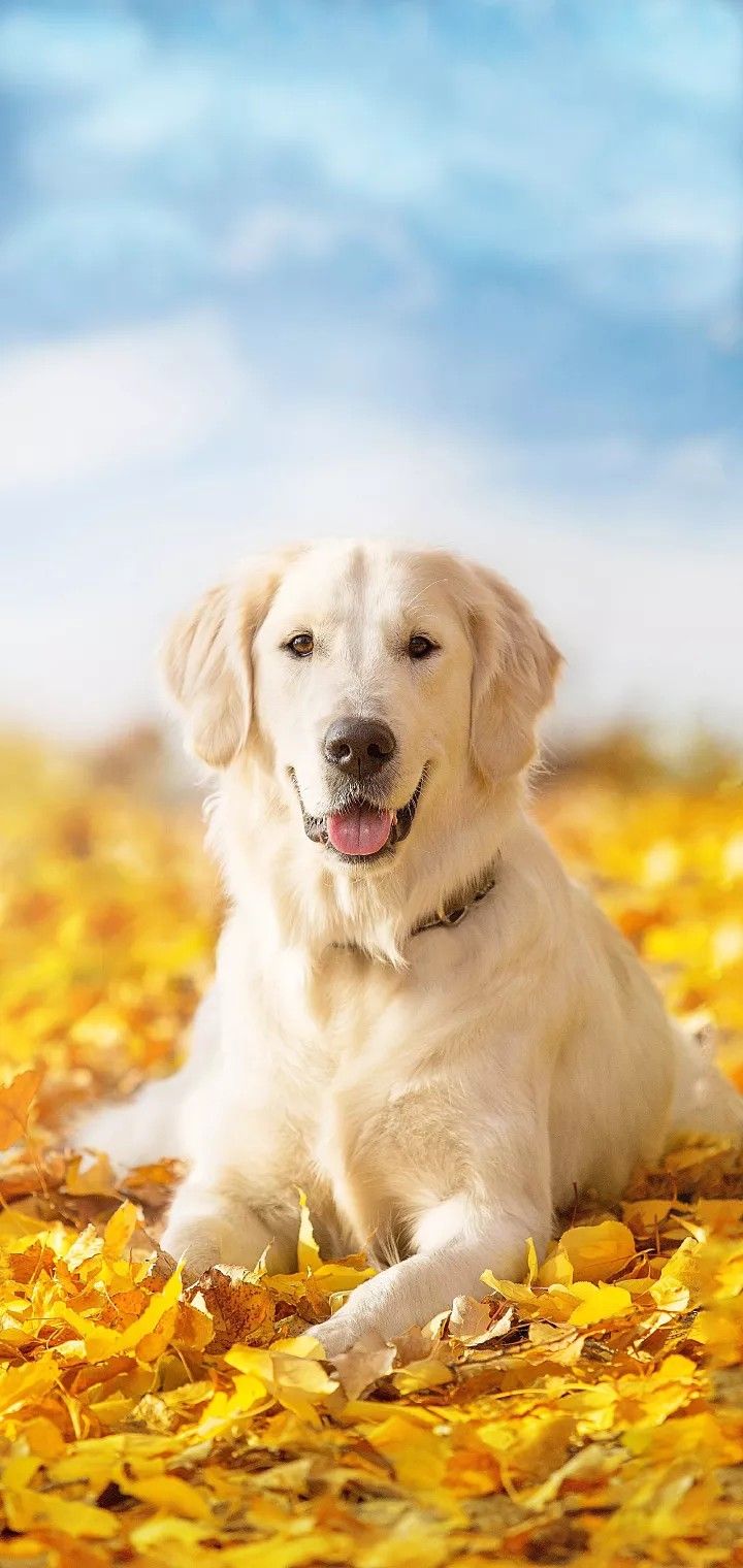 Country Dogs Wallpapers - Wallpaper Cave
