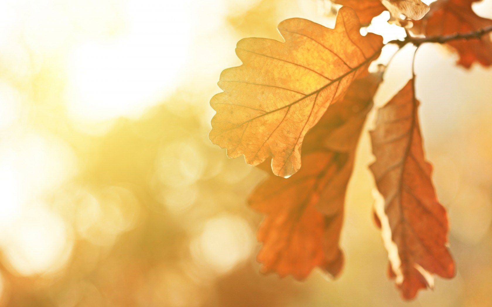 Autumn Leaves Blurry Wallpapers - Wallpaper Cave