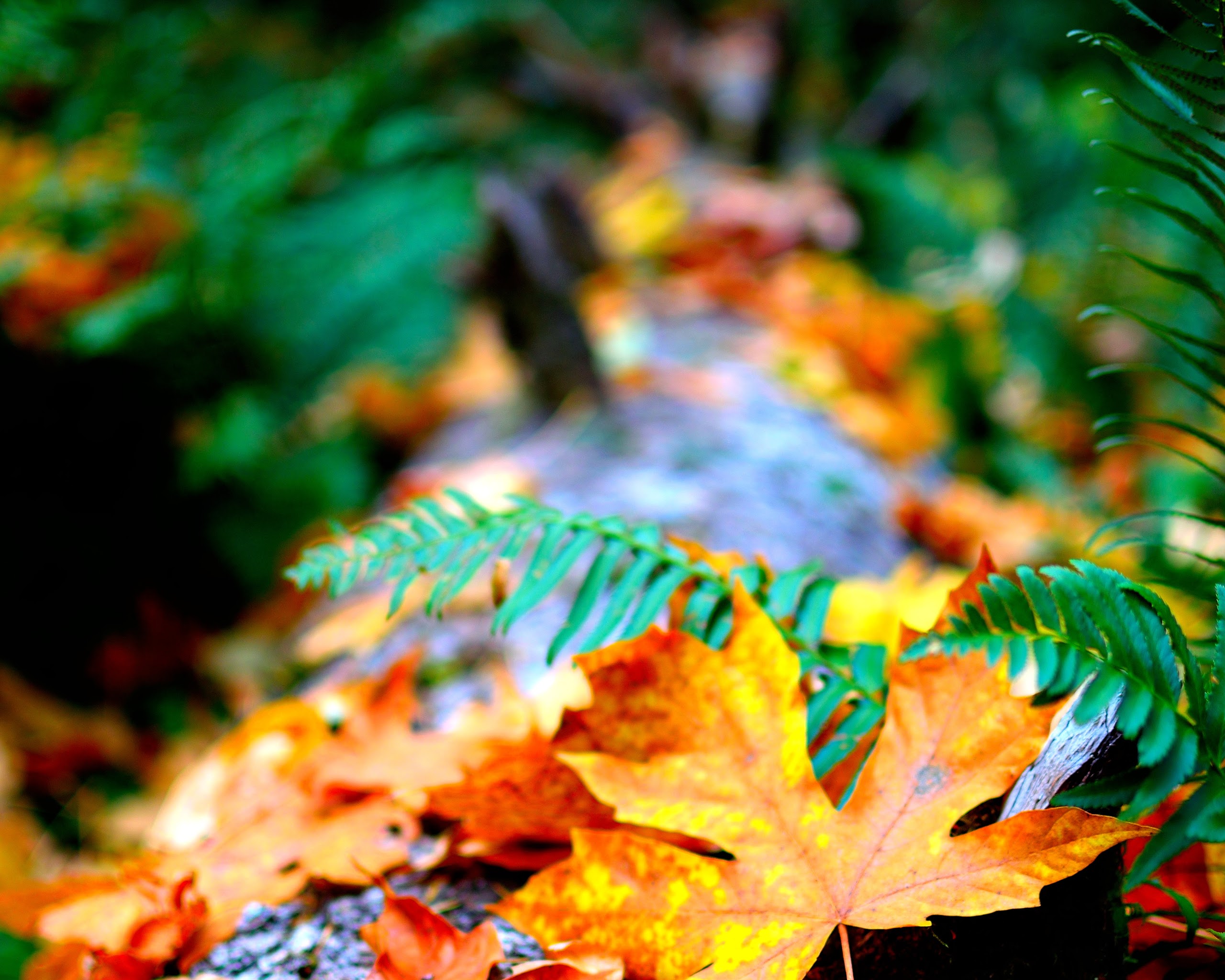 Autumn Leaves Blurry Wallpapers - Wallpaper Cave