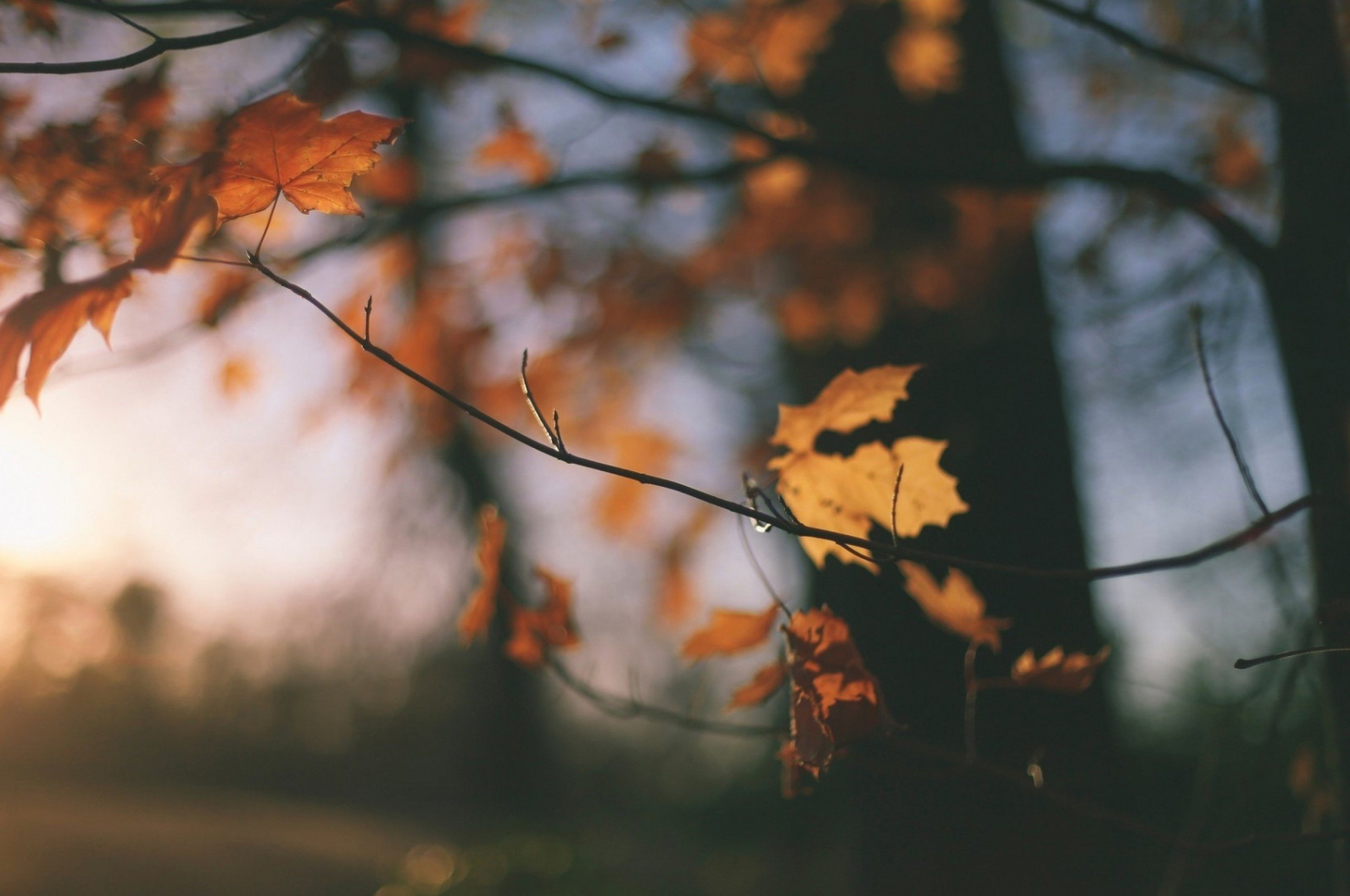 Autumn Leaves Blurry Wallpapers - Wallpaper Cave