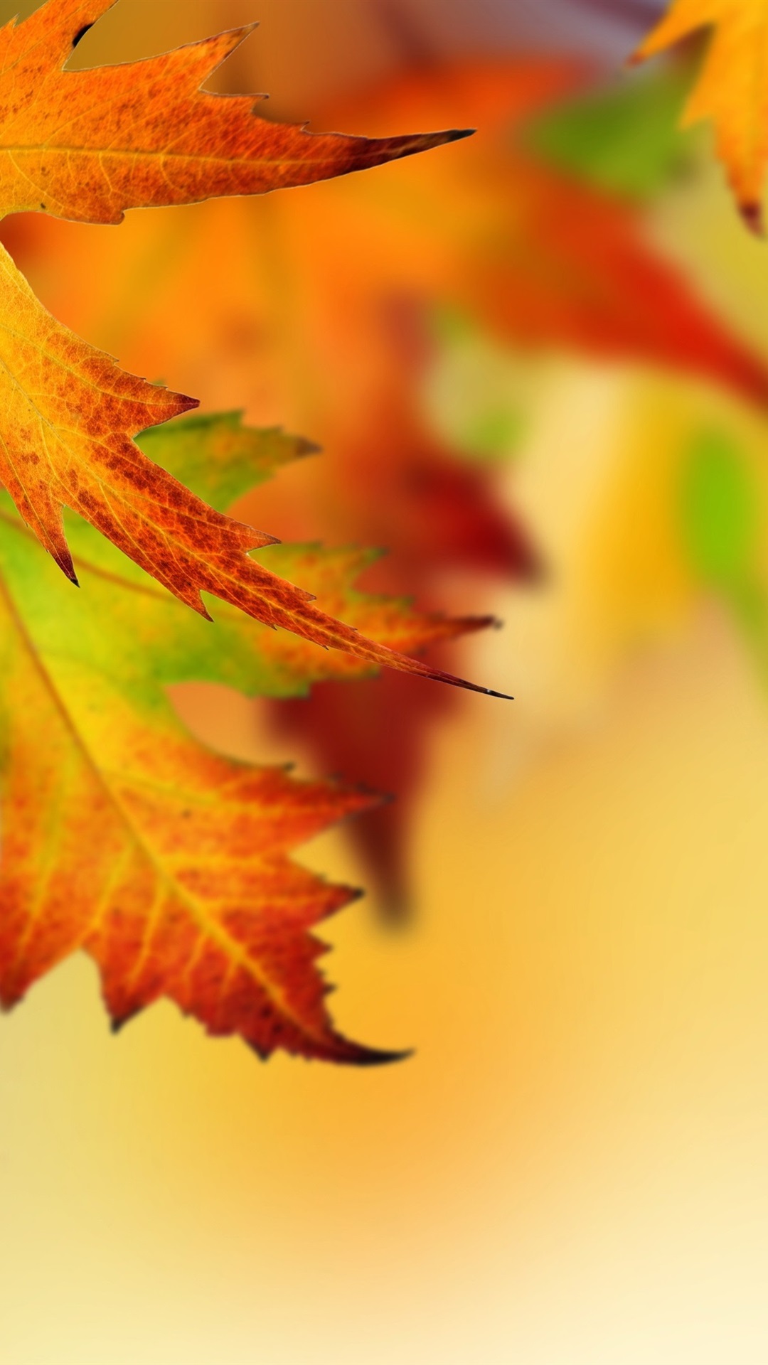 Autumn Leaves Blurry Wallpapers - Wallpaper Cave