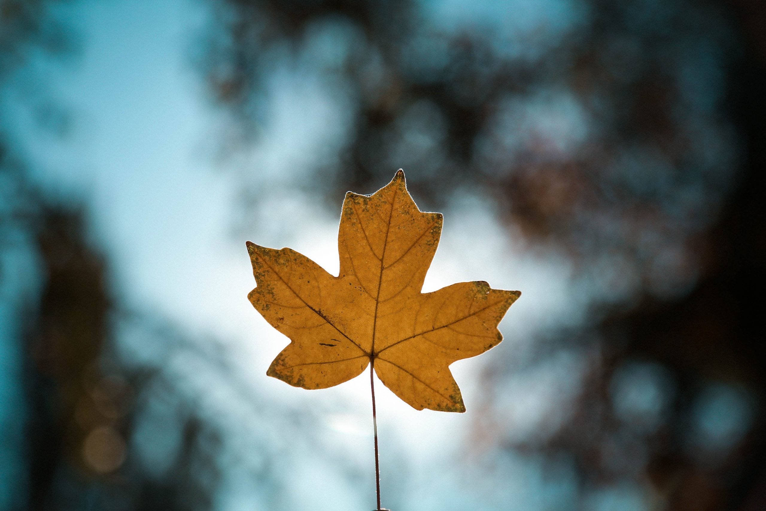 Autumn Leaves Blurry Wallpapers - Wallpaper Cave