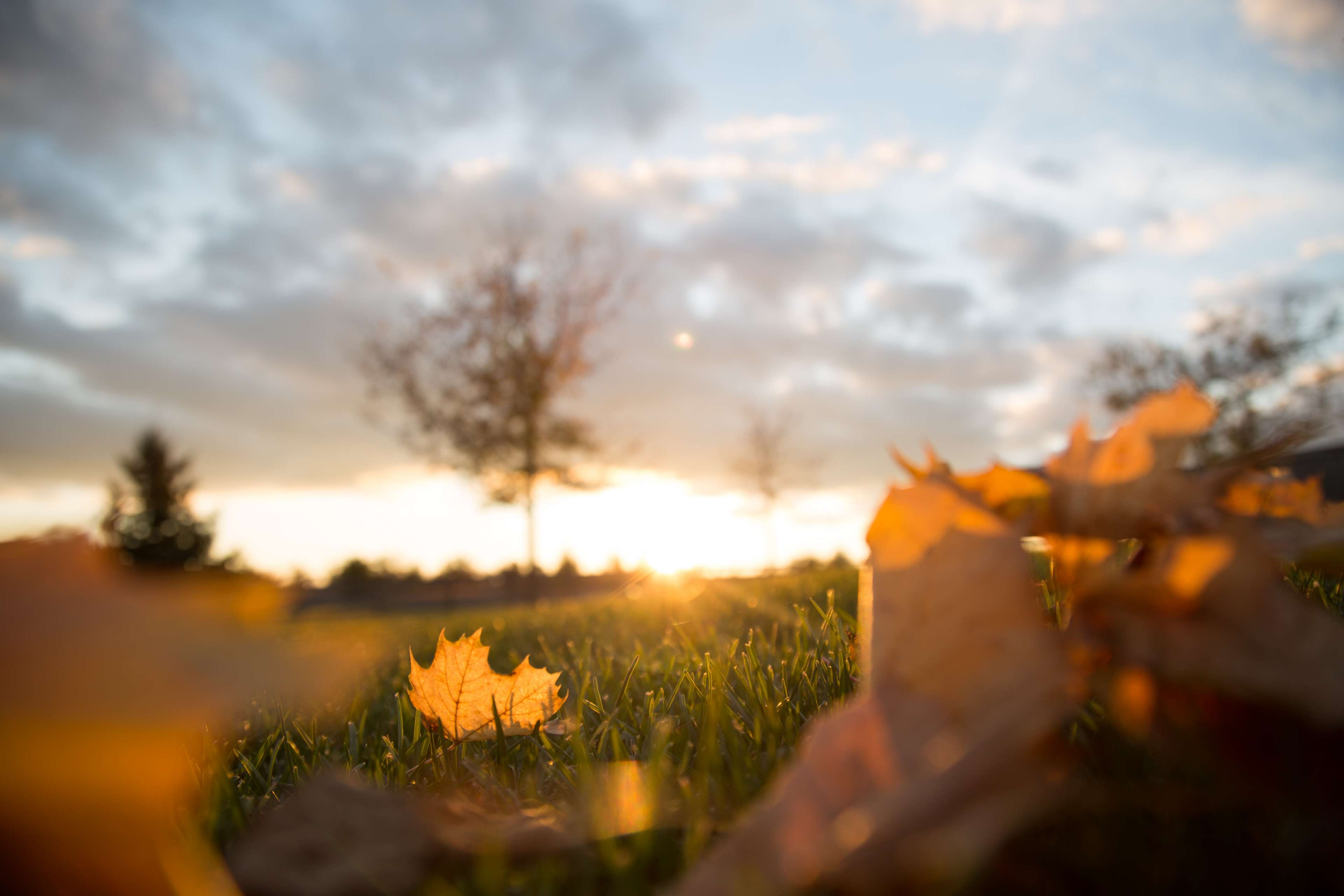Autumn Leaves Blurry Wallpapers - Wallpaper Cave