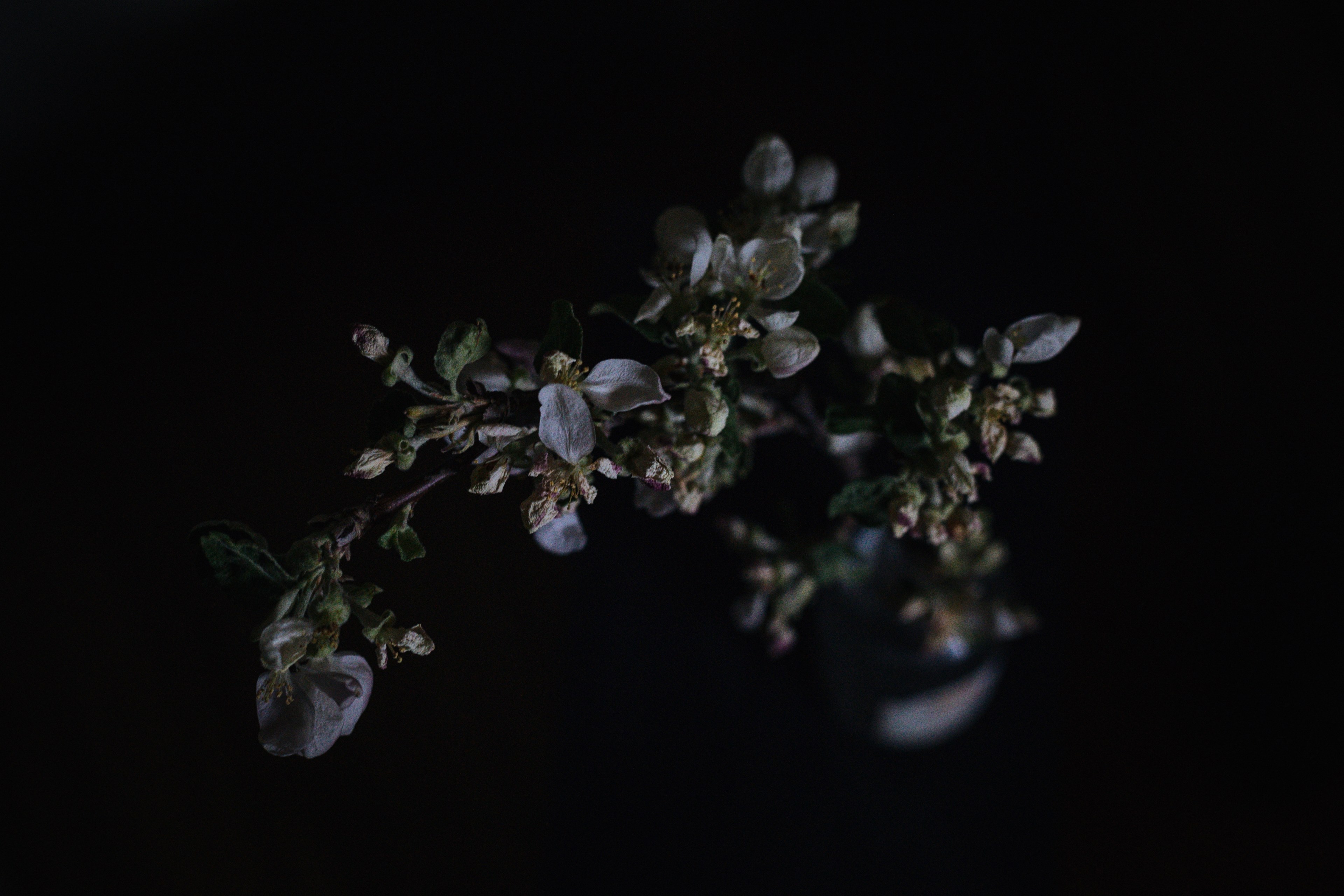 Withered Flowers Wallpapers - Wallpaper Cave