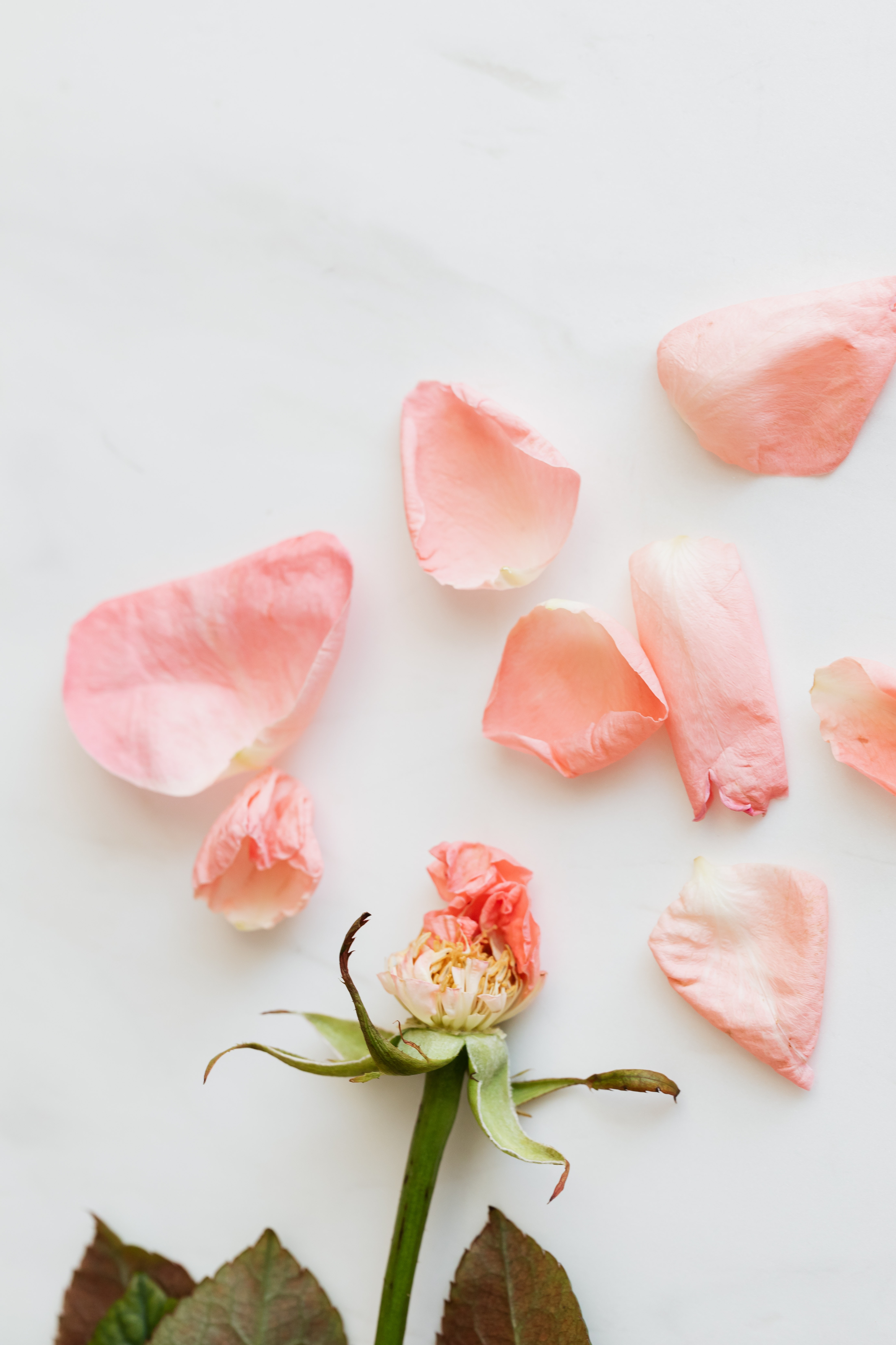 Wilted Flowers Wallpapers - Wallpaper Cave
