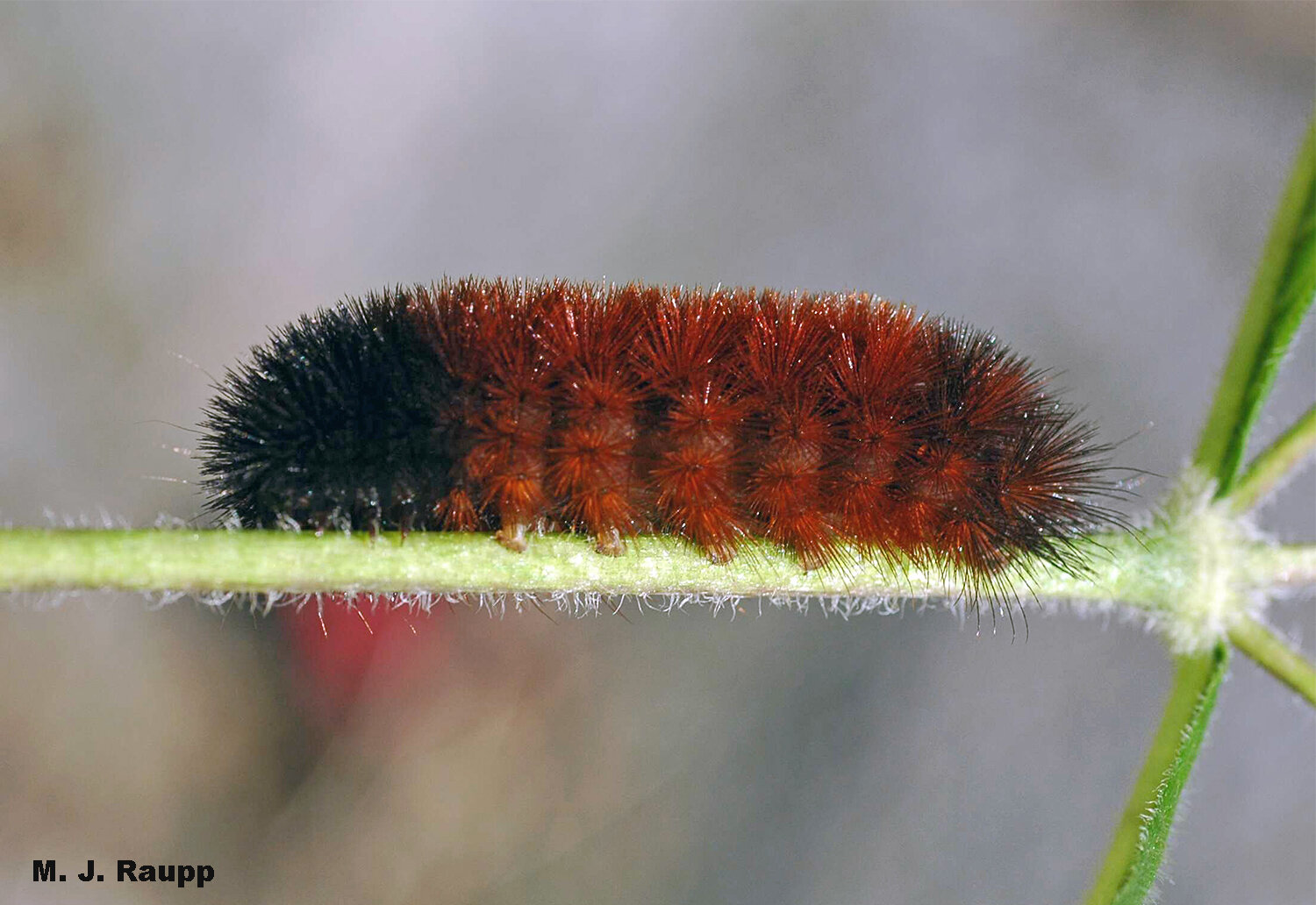 Isabella Tiger Moth Caterpillars Wallpapers - Wallpaper Cave