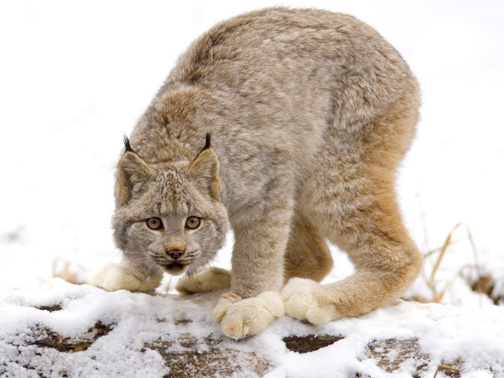 Canada Lynx Wallpapers - Wallpaper Cave