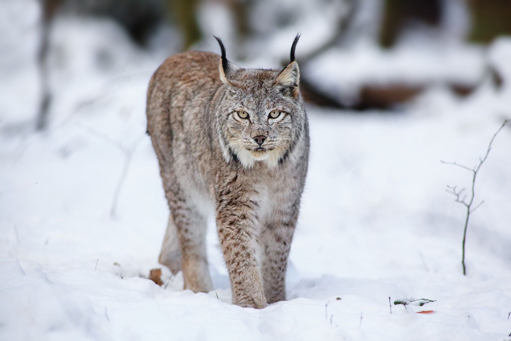 Canada Lynx Wallpapers - Wallpaper Cave
