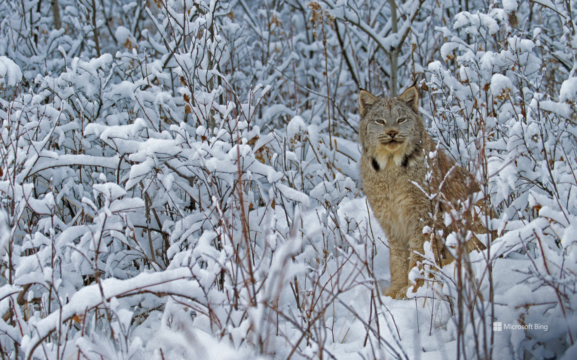 Canada Lynx Wallpapers - Wallpaper Cave