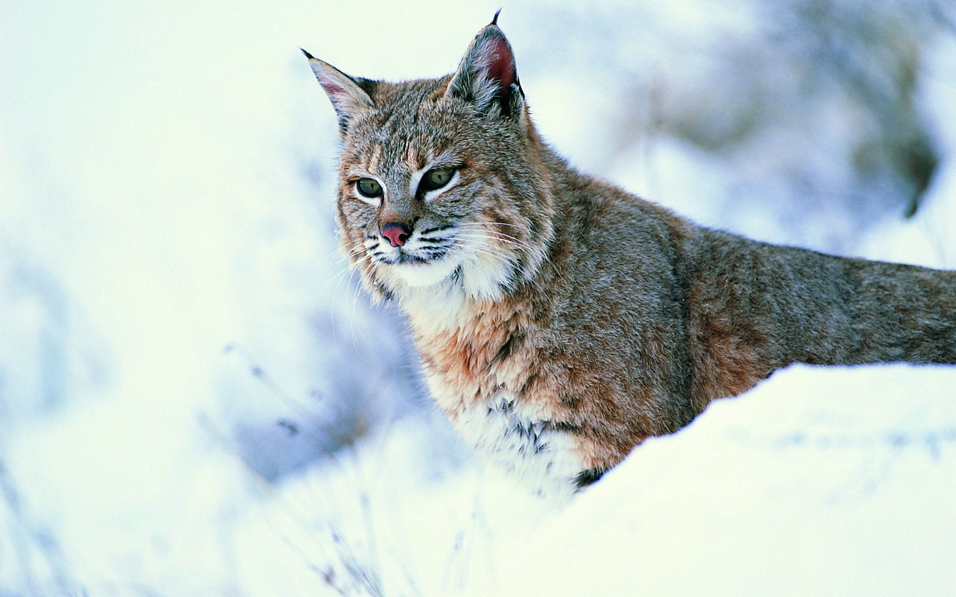Canada Lynx Wallpapers - Wallpaper Cave