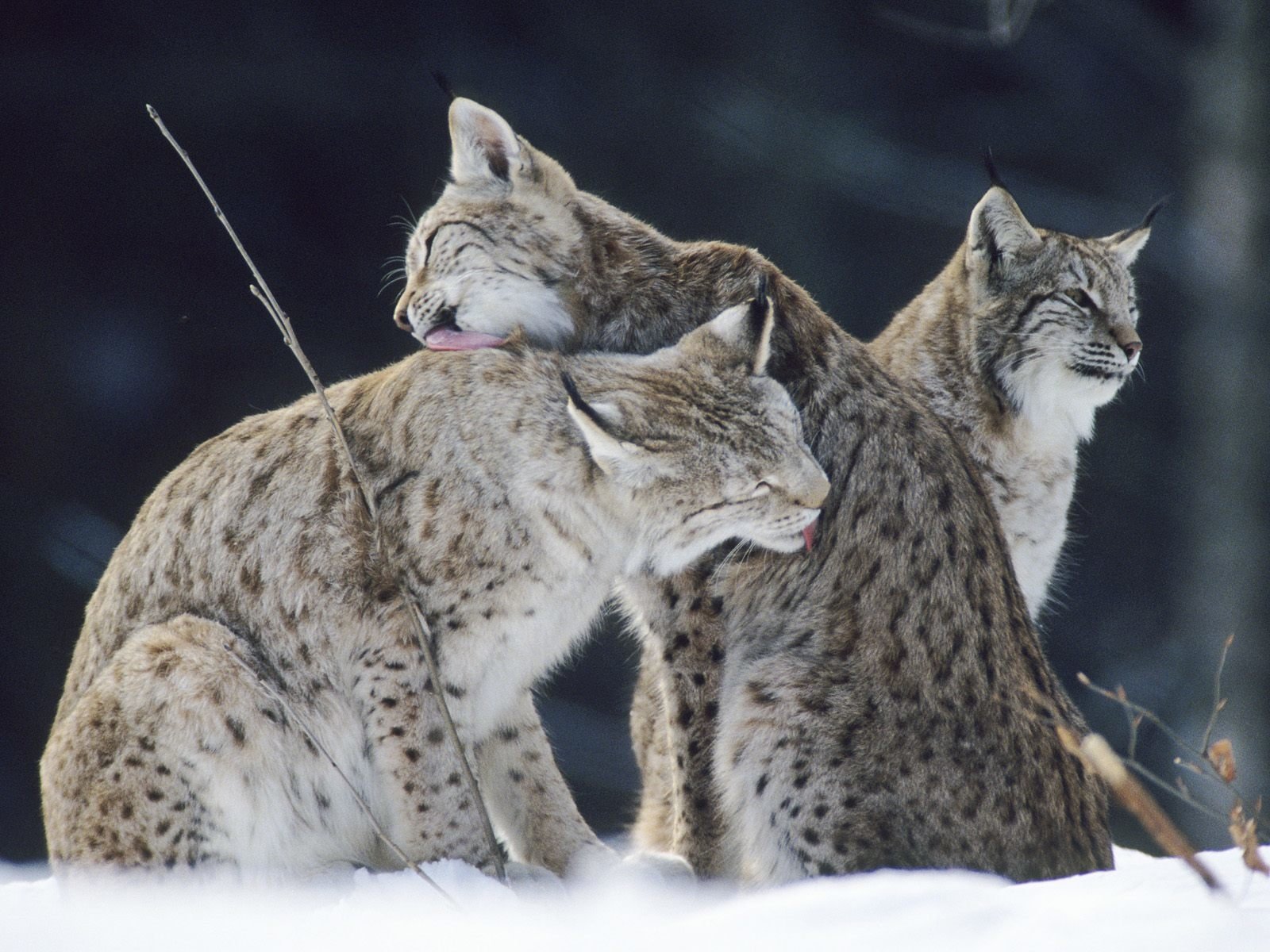 Canada Lynx Wallpapers - Wallpaper Cave