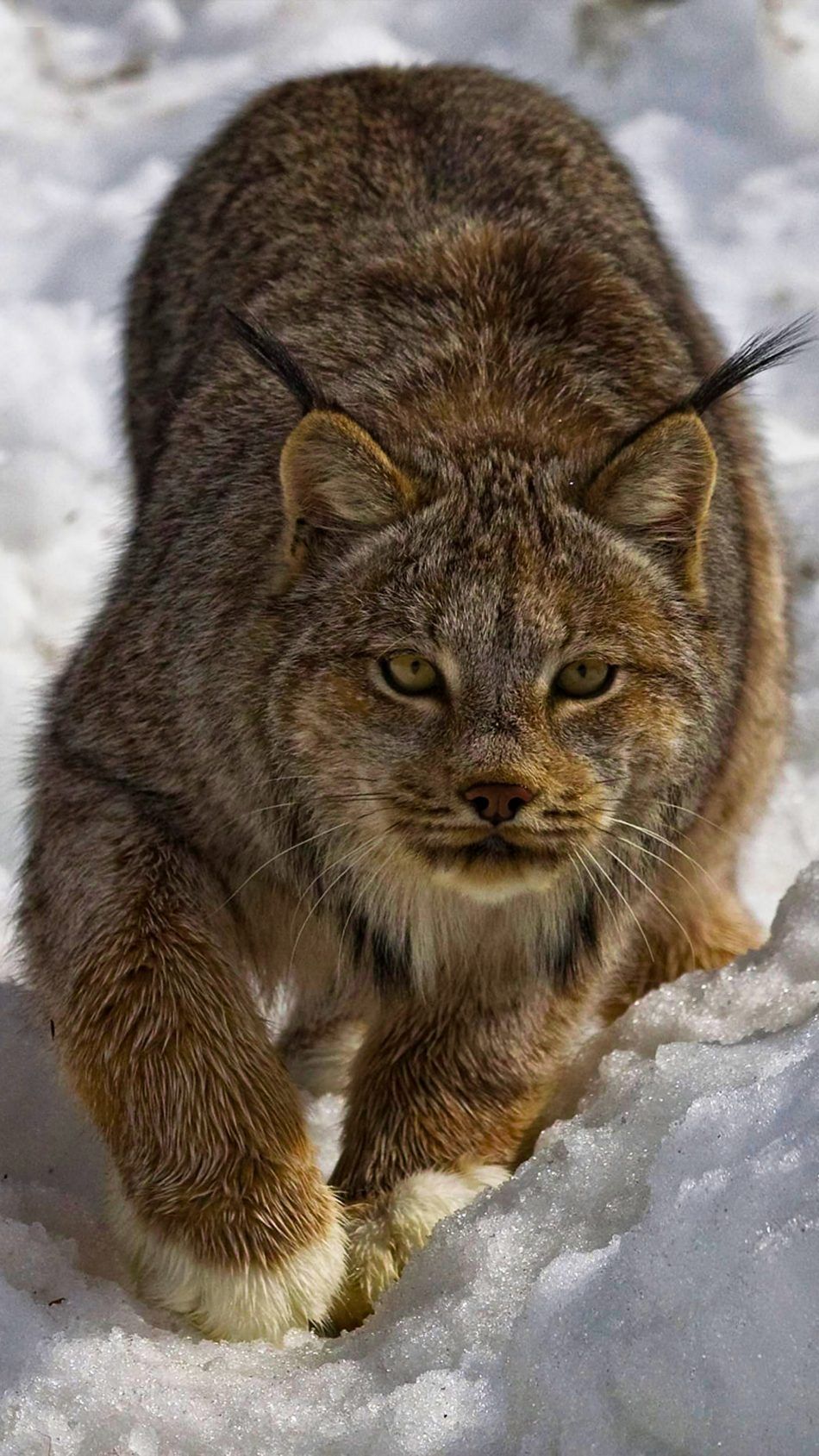 Canada Lynx Wallpapers - Wallpaper Cave