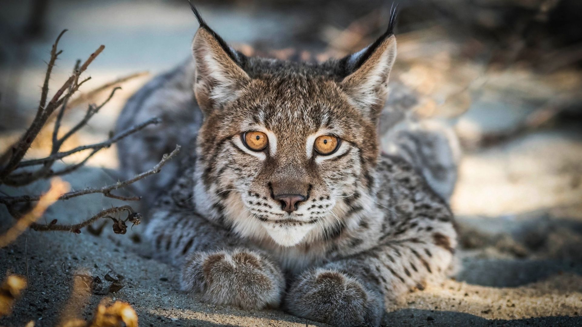 Canada Lynx Wallpapers - Wallpaper Cave