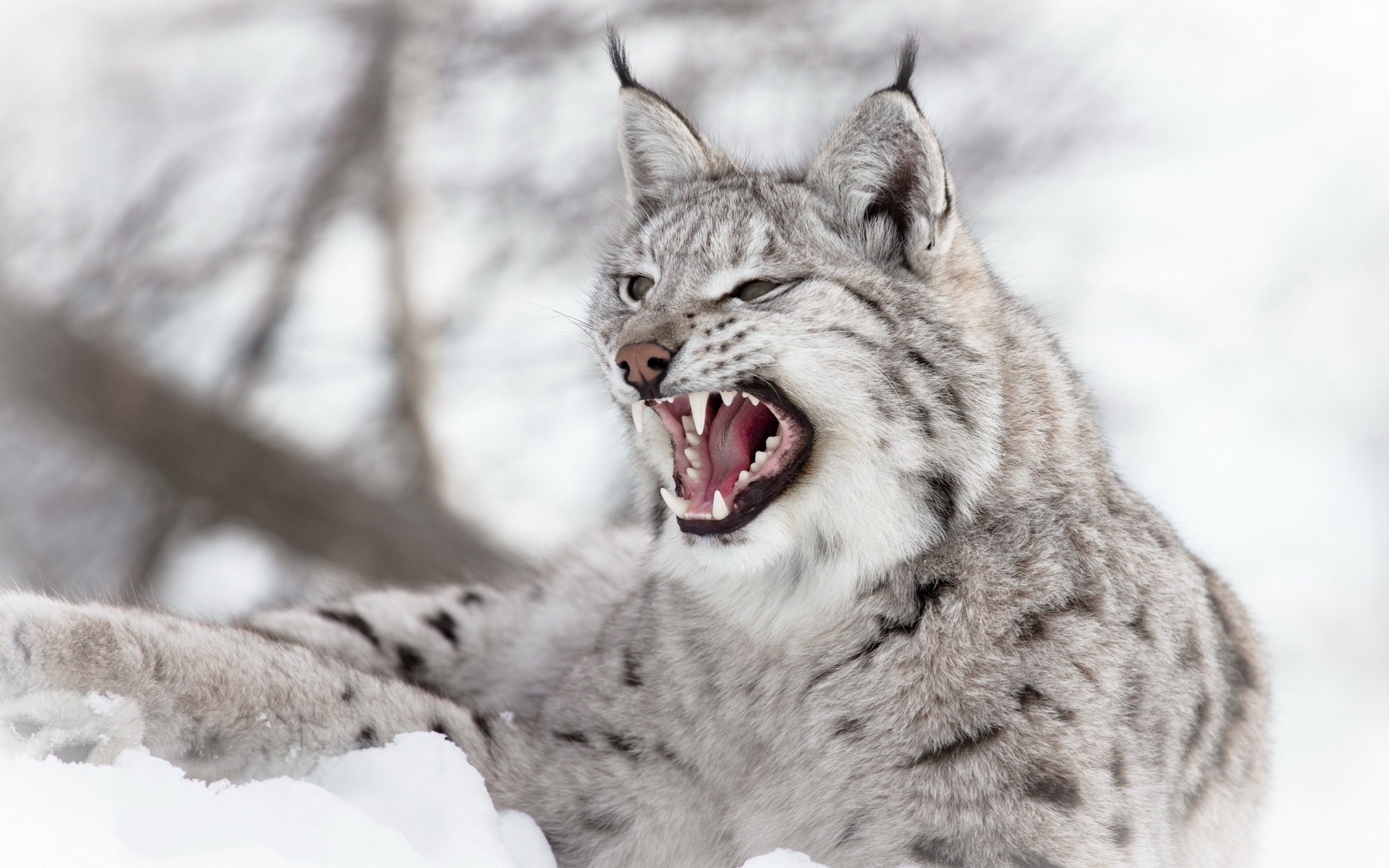 Canada Lynx Wallpapers - Wallpaper Cave