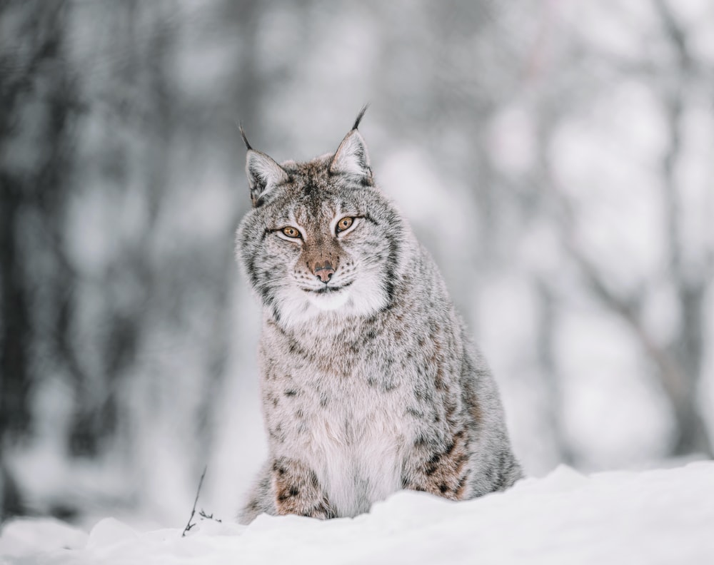 Canada Lynx Wallpapers - Wallpaper Cave